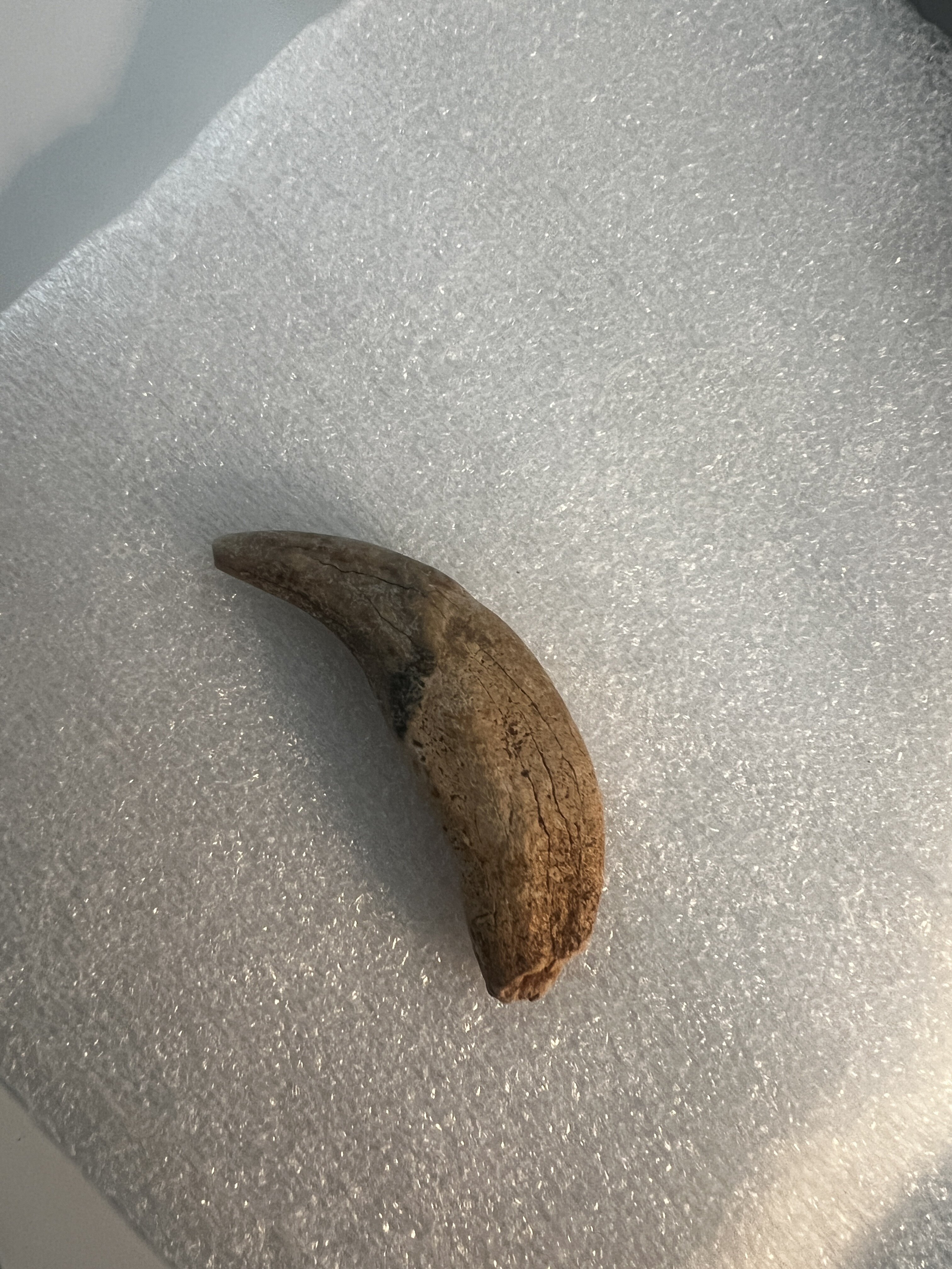 Dire Wolf Tooth - Fossil ID - The Fossil Forum