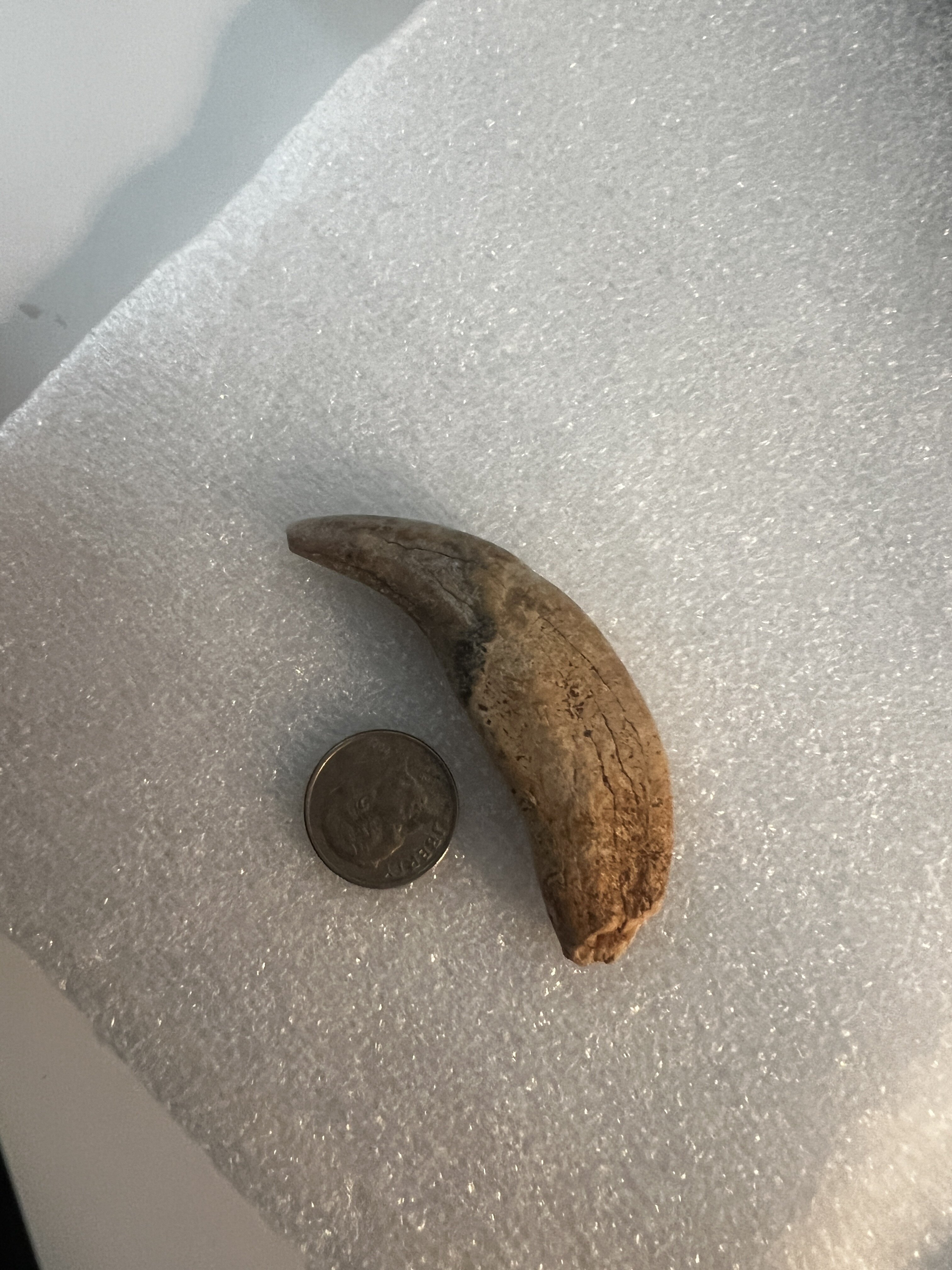 Dire Wolf Tooth - Fossil ID - The Fossil Forum