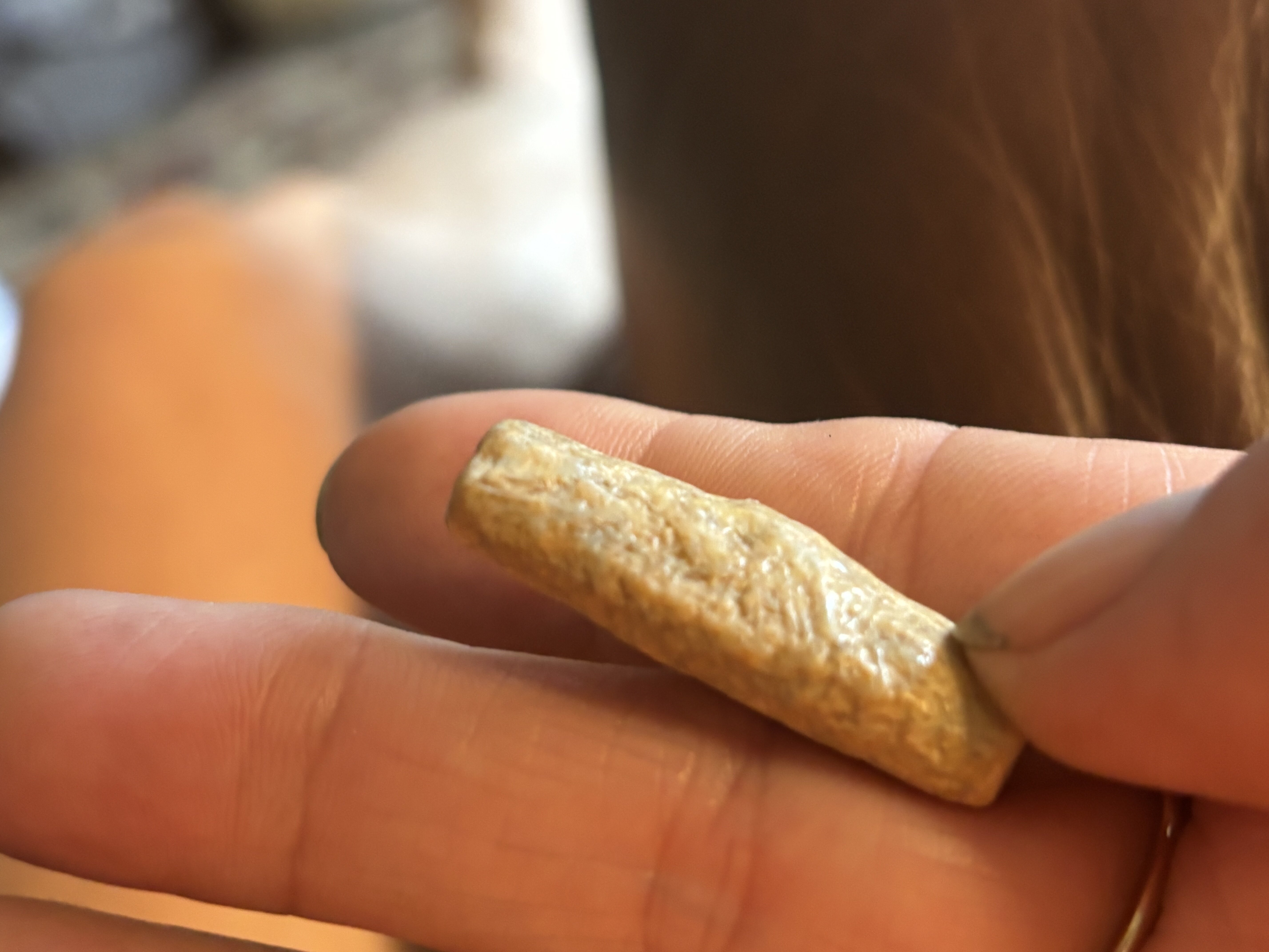 looks like a finger bone - Fossil ID - The Fossil Forum