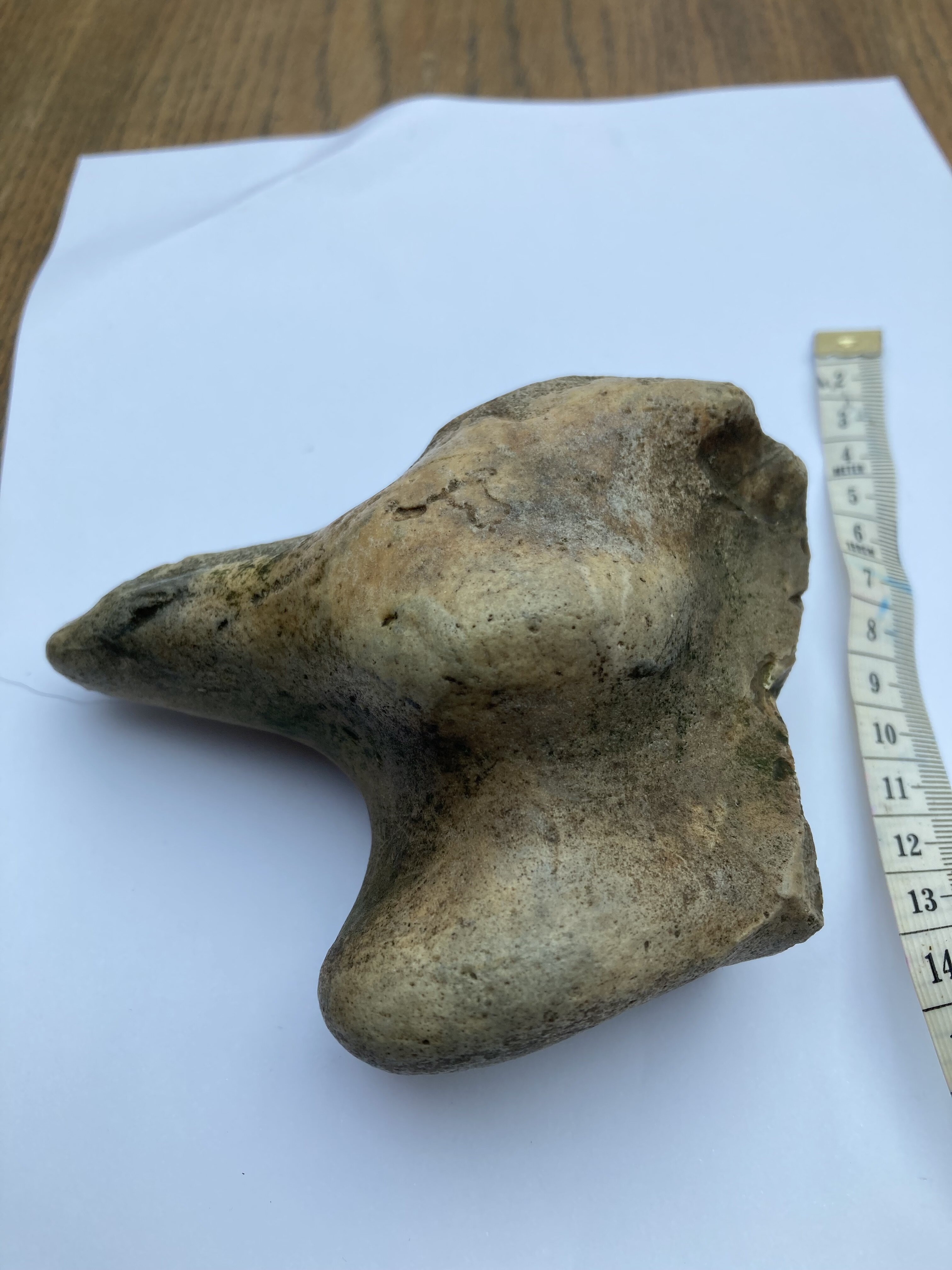 Looks like flint but also like a knuckle bone - Fossil ID - The Fossil ...