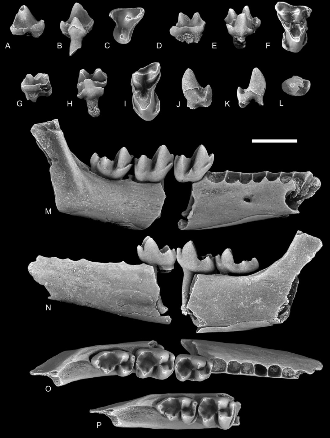 Possible Purgatorius teeth from HCF - Fossil ID - The Fossil Forum