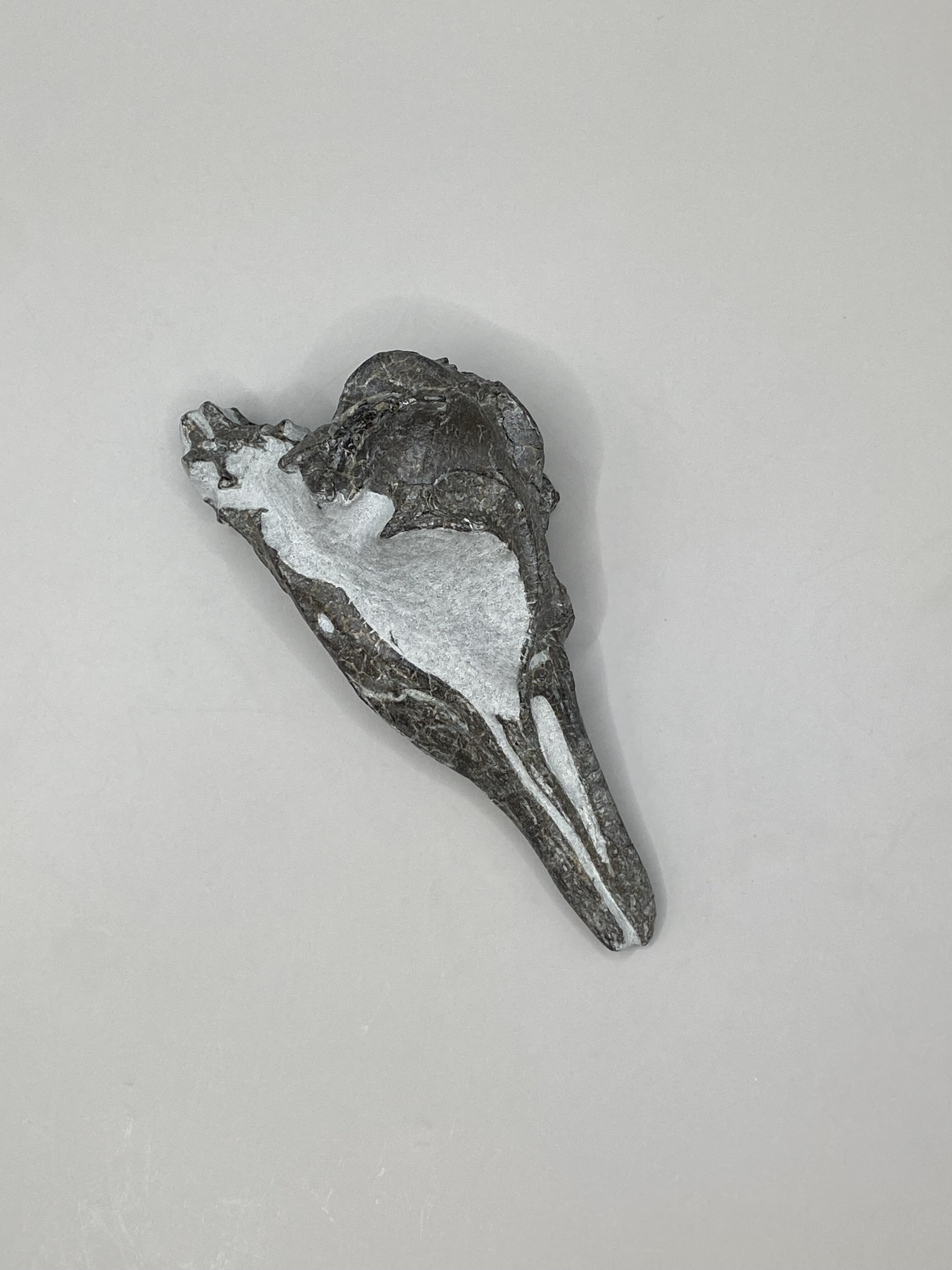 Penguin Skull Eudyptes atatu - General Fossil Discussion - The Fossil Forum