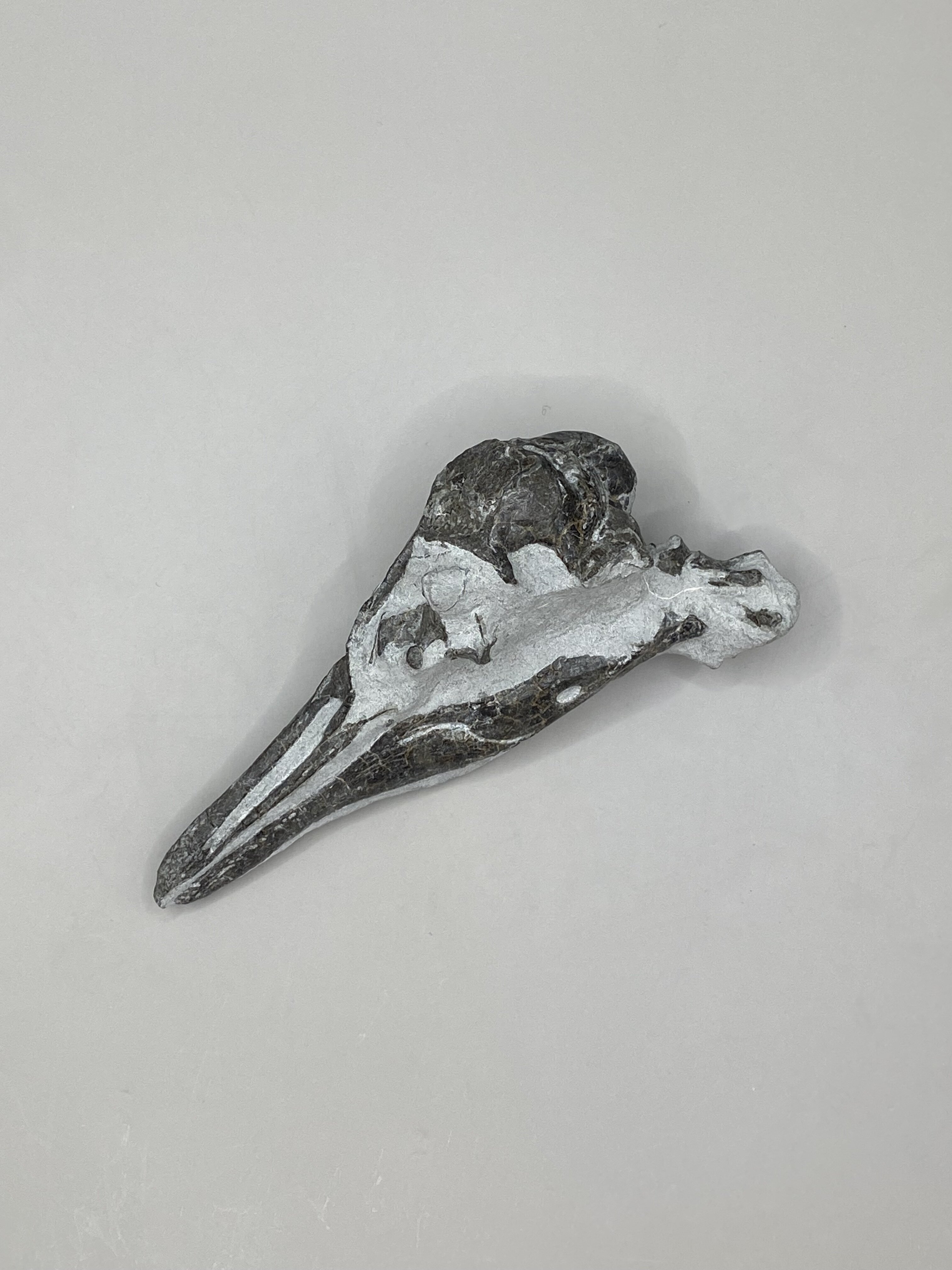Penguin Skull Eudyptes atatu - General Fossil Discussion - The Fossil Forum