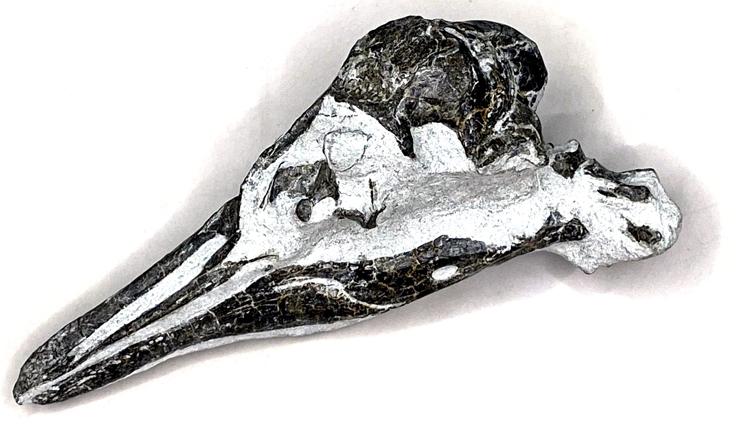Penguin Skull Eudyptes atatu - General Fossil Discussion - The Fossil Forum