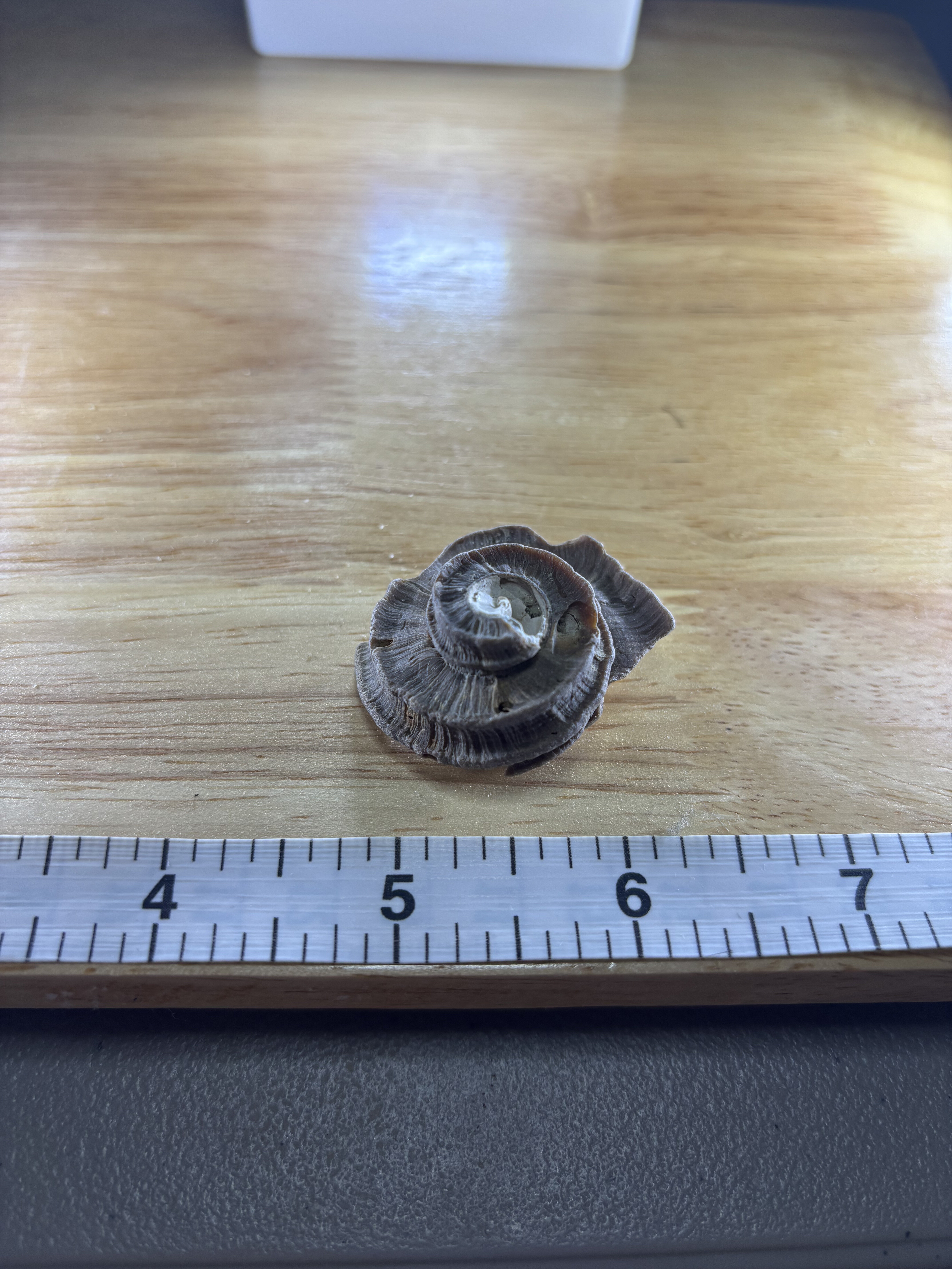Fossil Hunting at Calvert Cliffs – Choptank Formation - Fossil Hunting ...