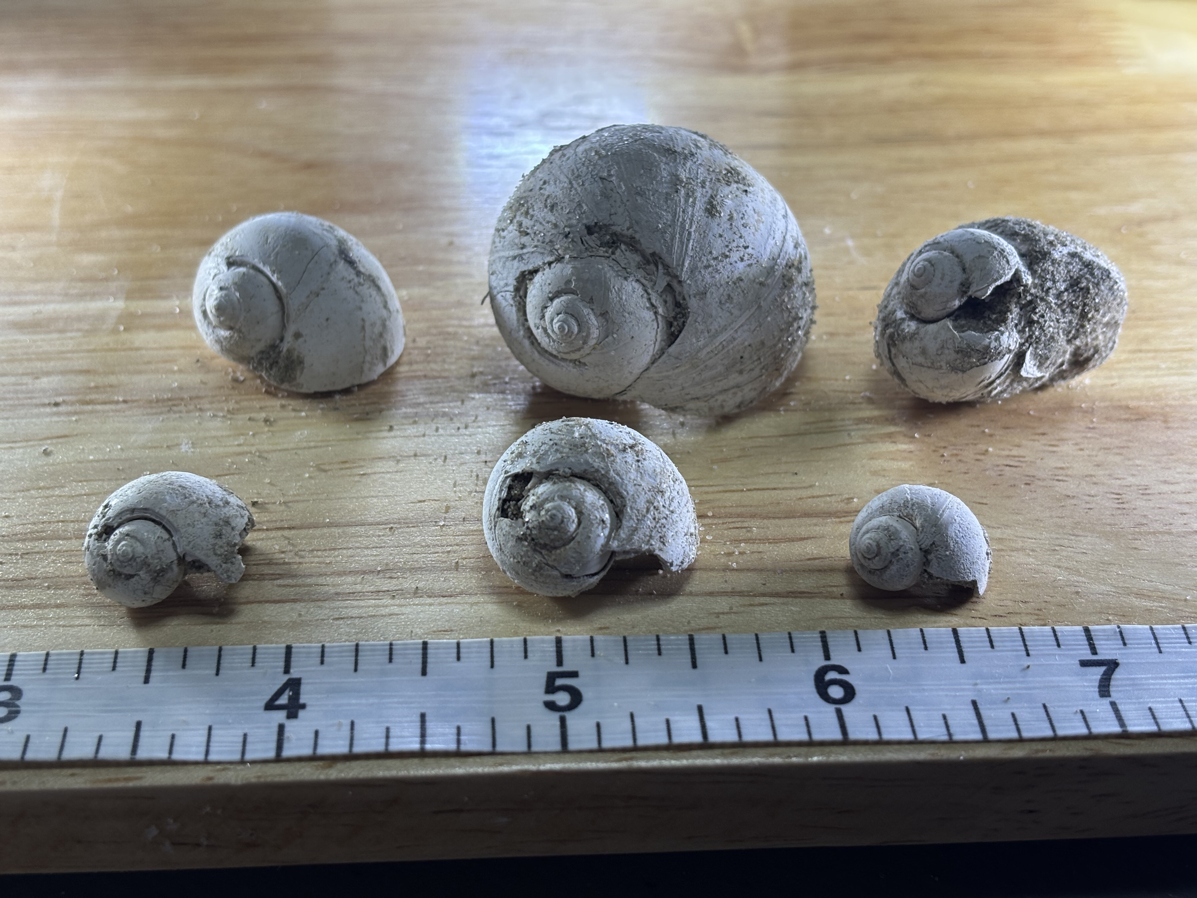 Fossil Hunting at Calvert Cliffs – Choptank Formation - Fossil Hunting ...