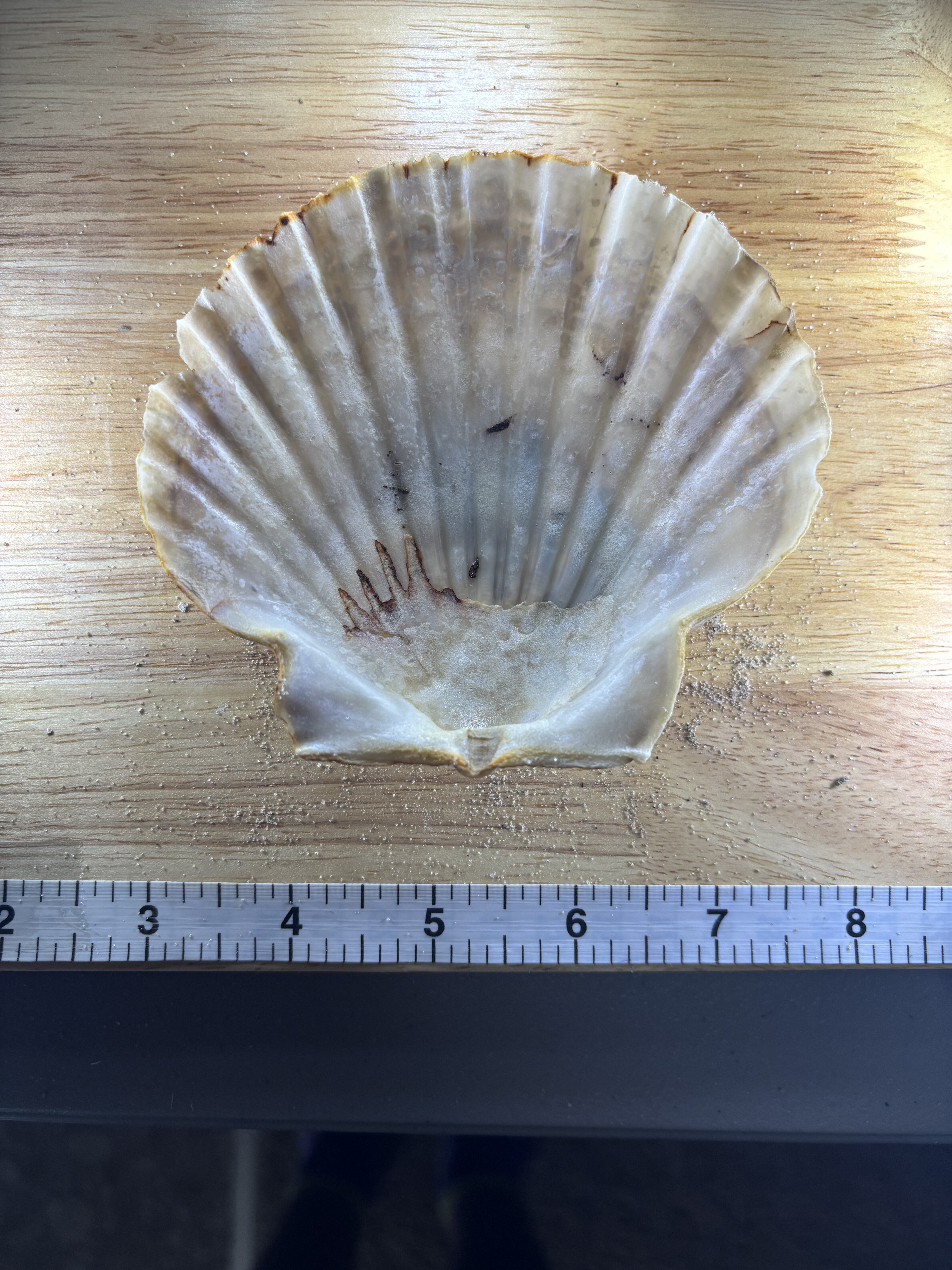 Fossil Hunting at Calvert Cliffs – Choptank Formation - Fossil Hunting ...