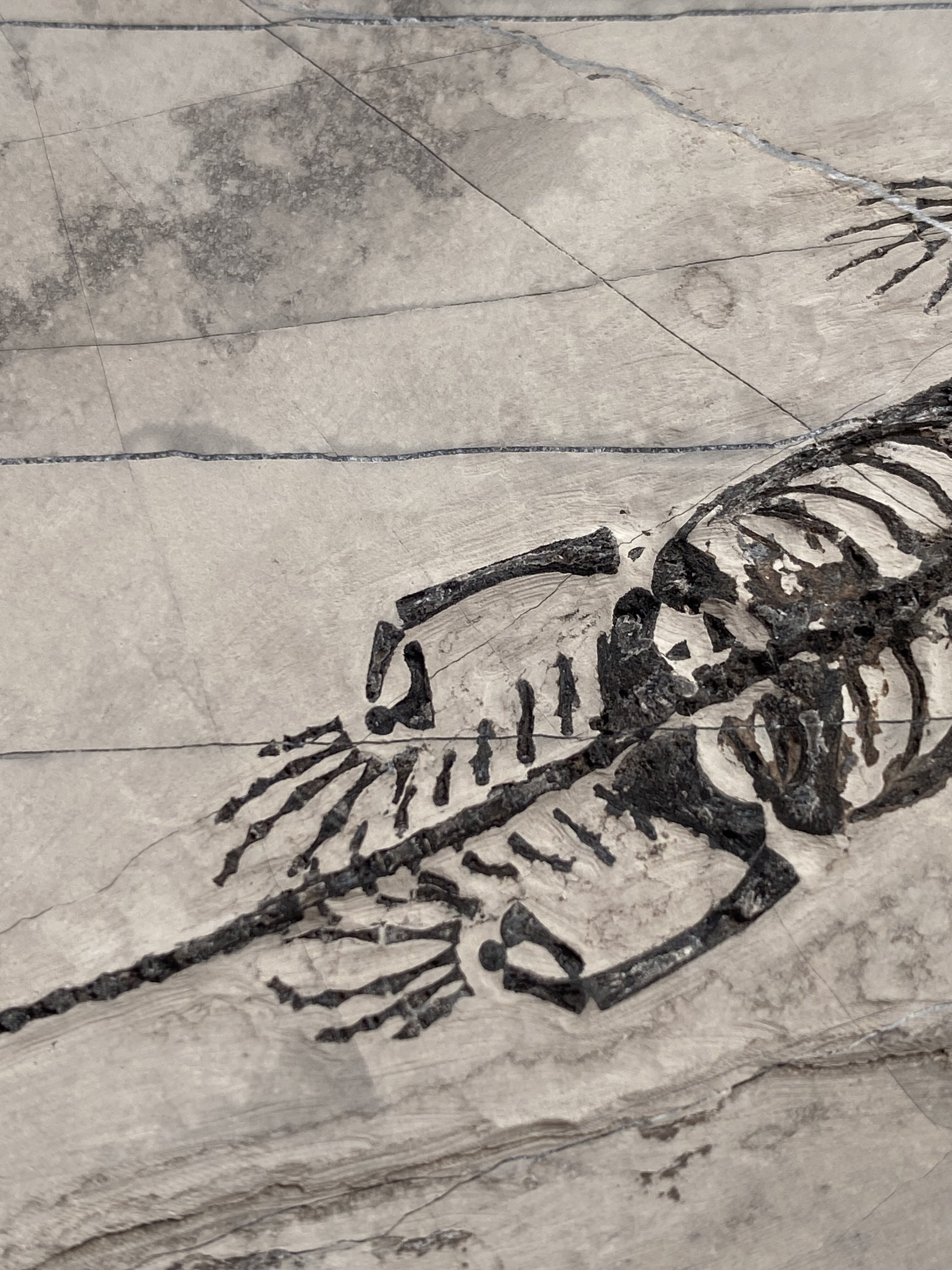 Another Keichousaurus - Is it Real? - Is It Real? How to Recognize ...
