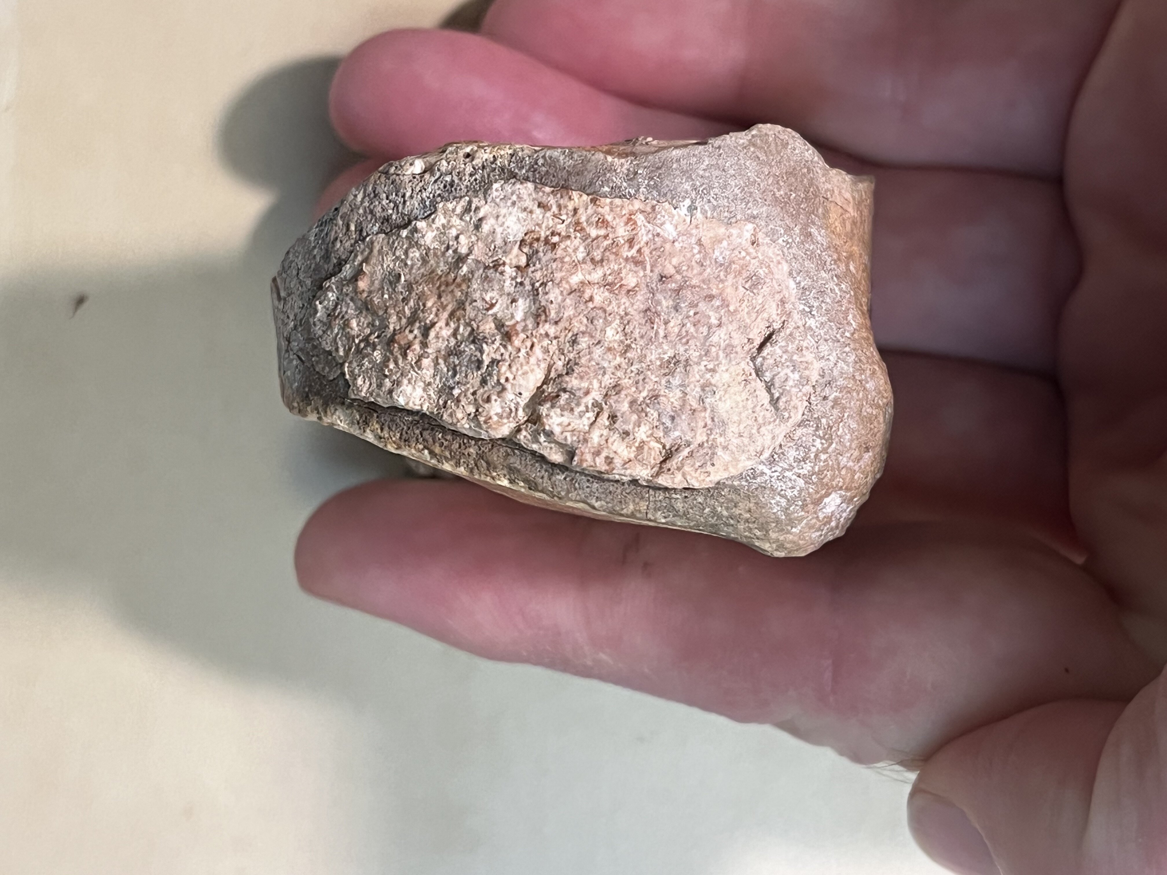 Vertebra - Fossil ID - The Fossil Forum