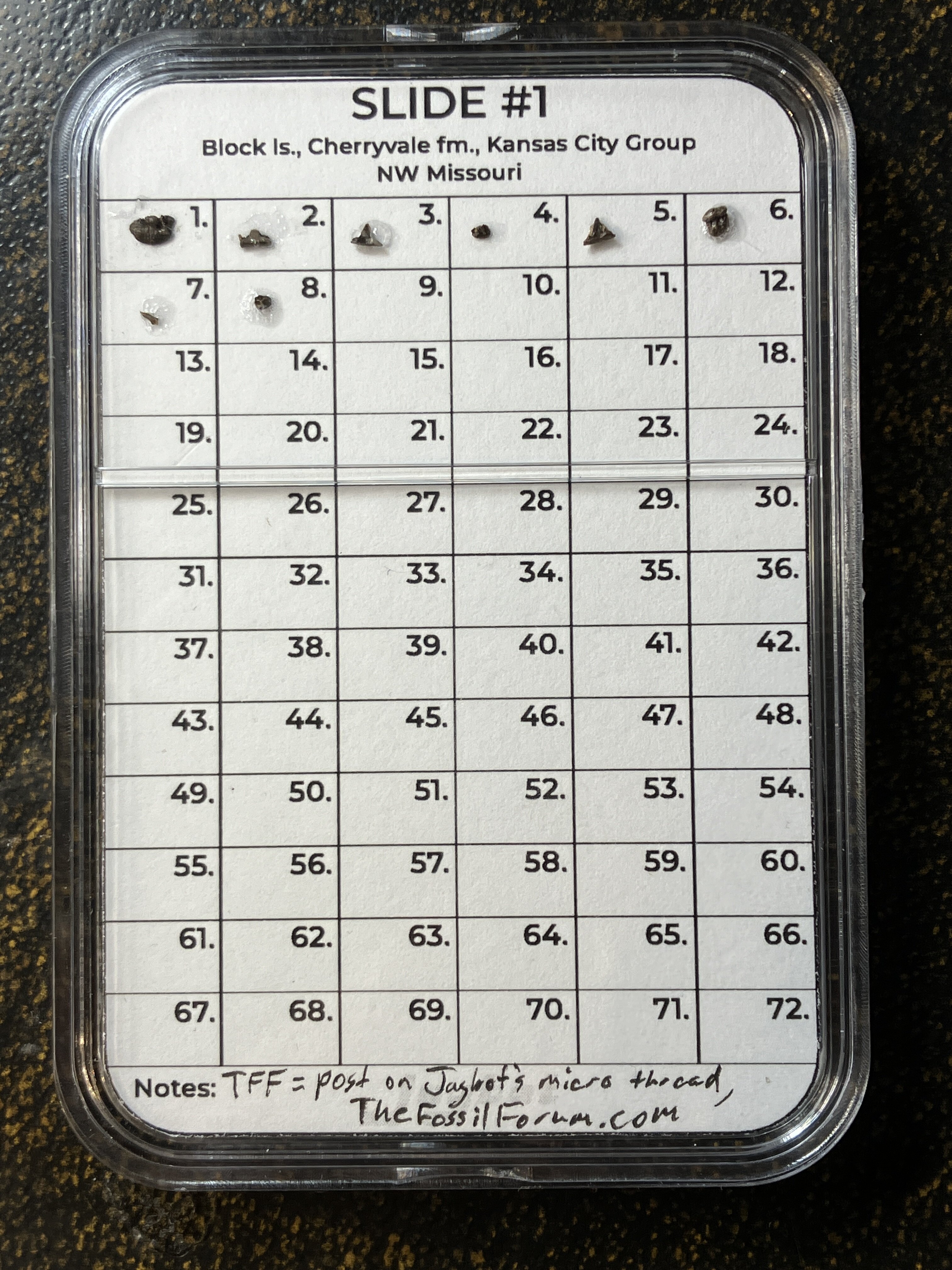 Microfossils slides - Micro-paleontology - The Fossil Forum
