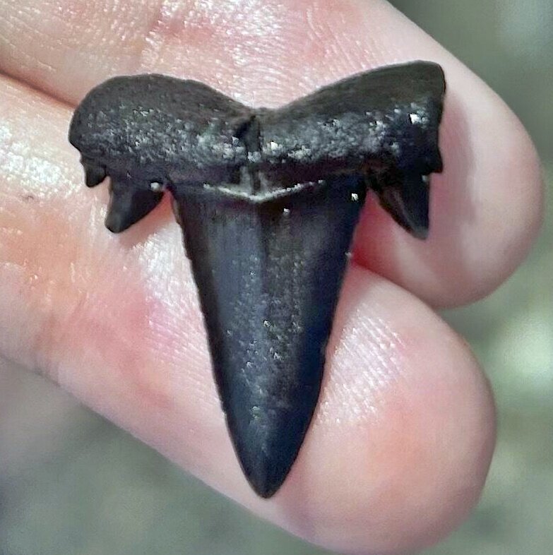 Tooth found on NC Coast - Fossil ID - The Fossil Forum