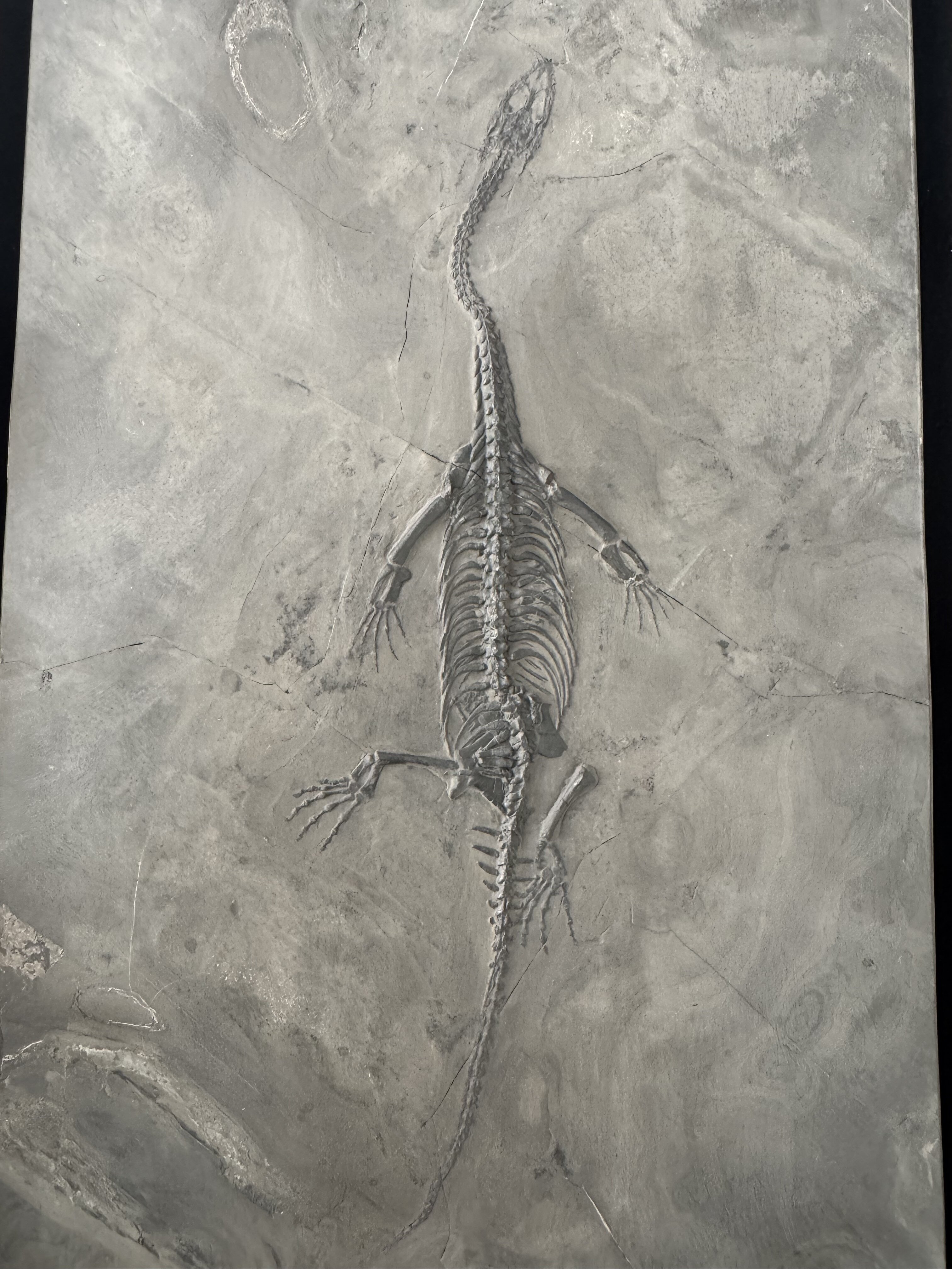Keichousaurus - Is it Real? - Is It Real? How to Recognize Fossil ...