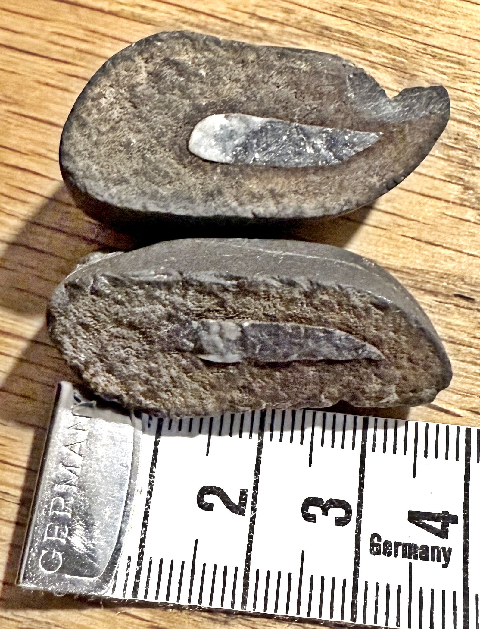My son found a rock with something inside - Fossil ID - The Fossil Forum