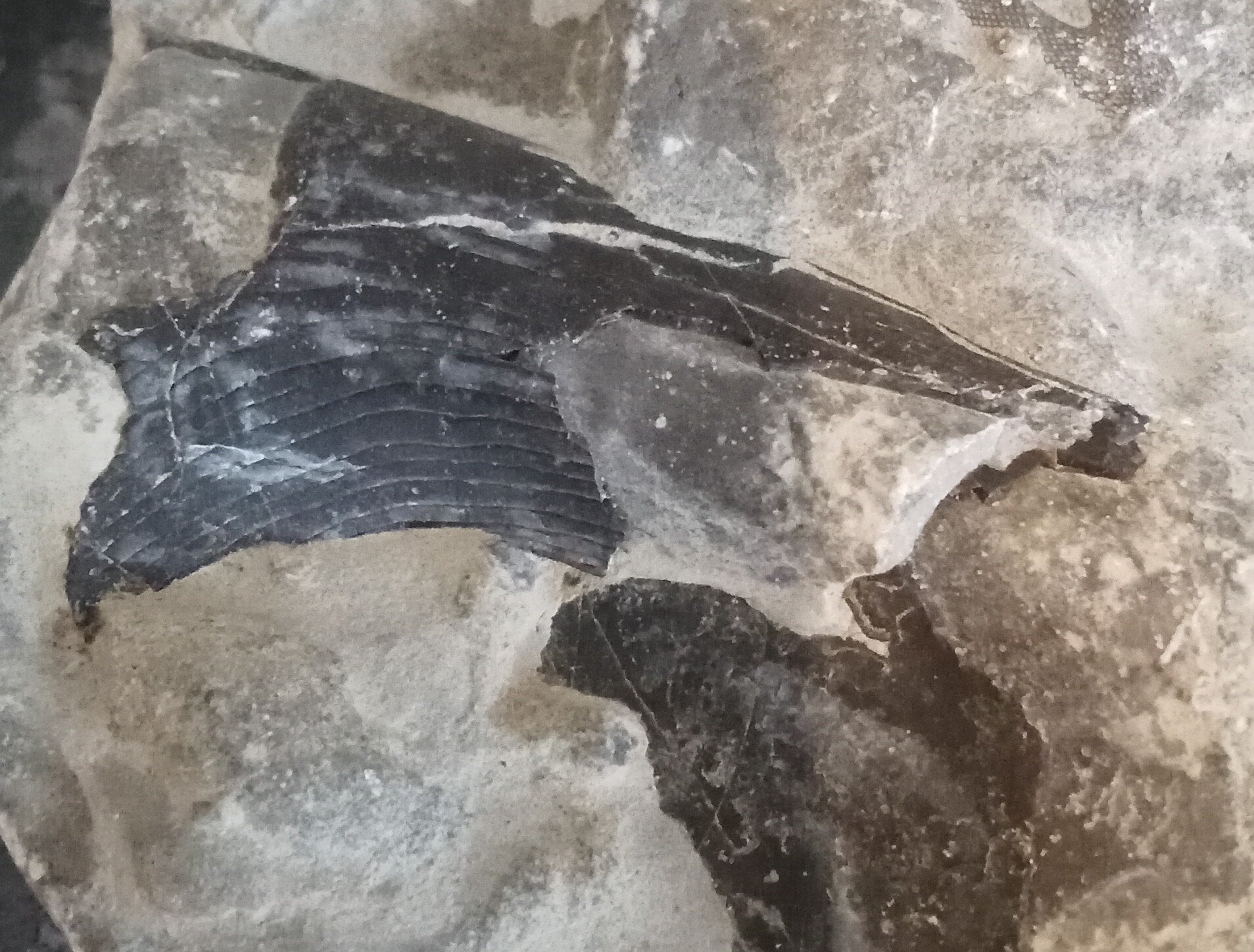 Neuville Fm. Bivalve? - Fossil ID - The Fossil Forum