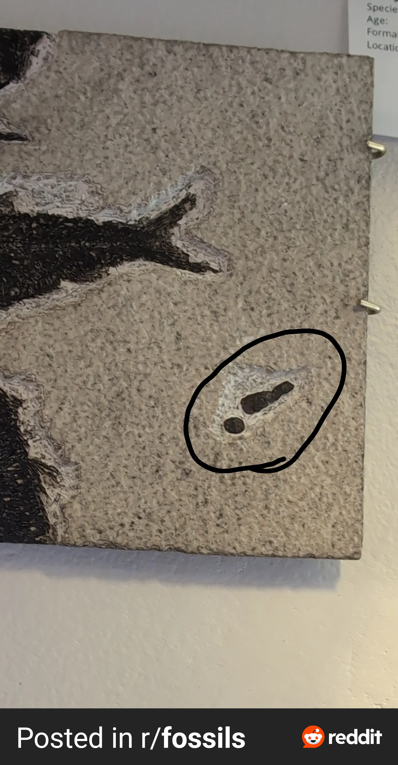 Fish coprolite? - Fossil ID - The Fossil Forum