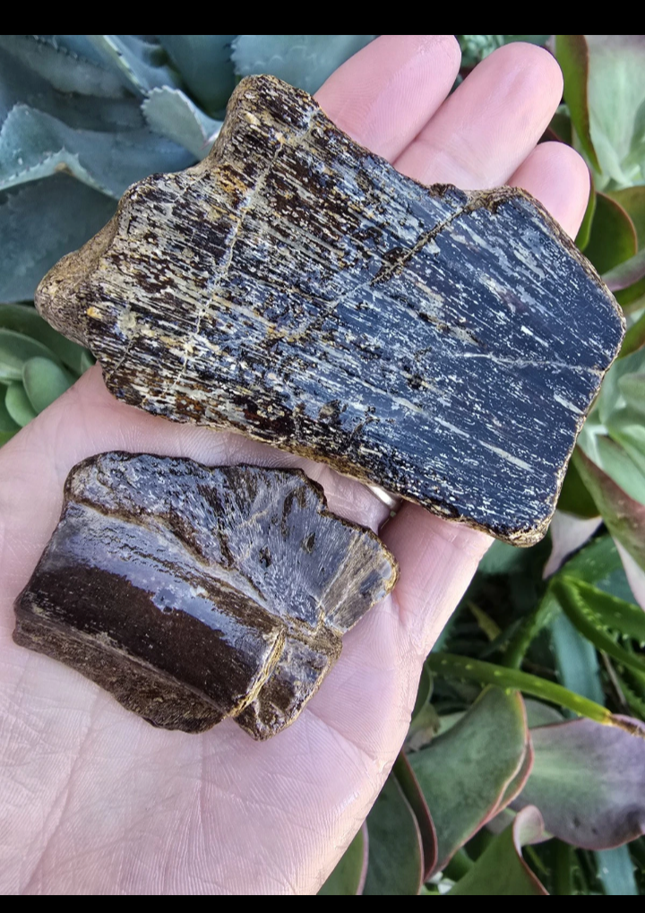 Are these really protostega? - Is It Real? How to Recognize Fossil ...