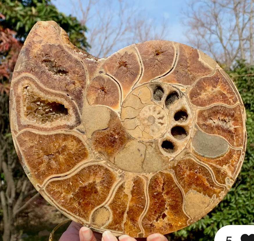 Huge polished Madagascar ammonites fake? - Is It Real? How to Recognize ...