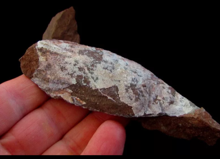 Ukranian Fish Fossils - Is It Real? How to Recognize Fossil ...
