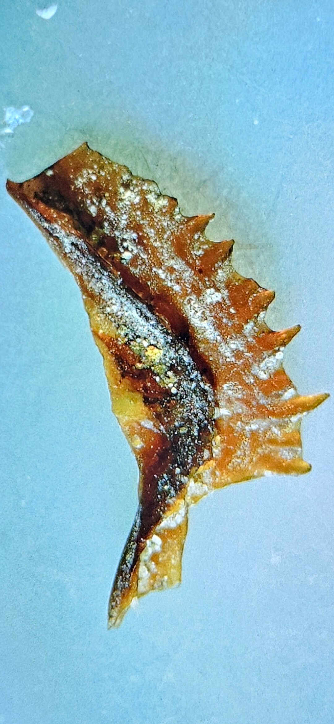 Eocene boney fish operculum - Micro-paleontology - The Fossil Forum