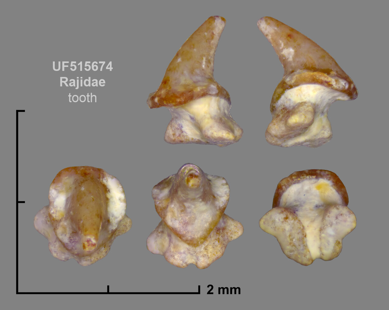 Micro shark teeth from Florida - Fossil ID - The Fossil Forum