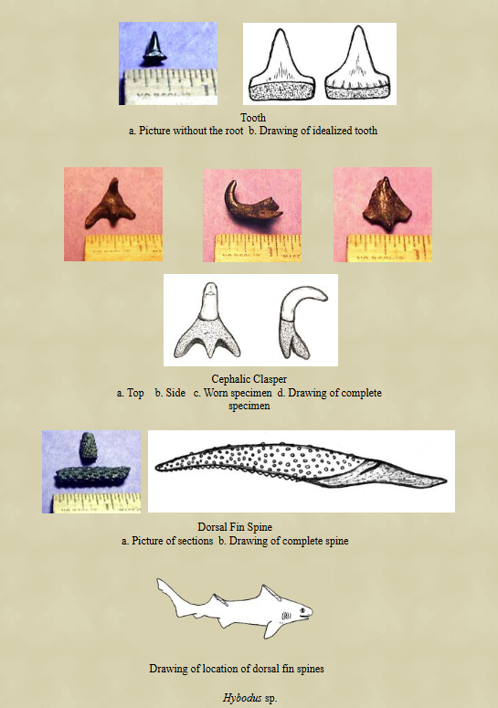 Shark cephalic clasper - Fossil ID - The Fossil Forum