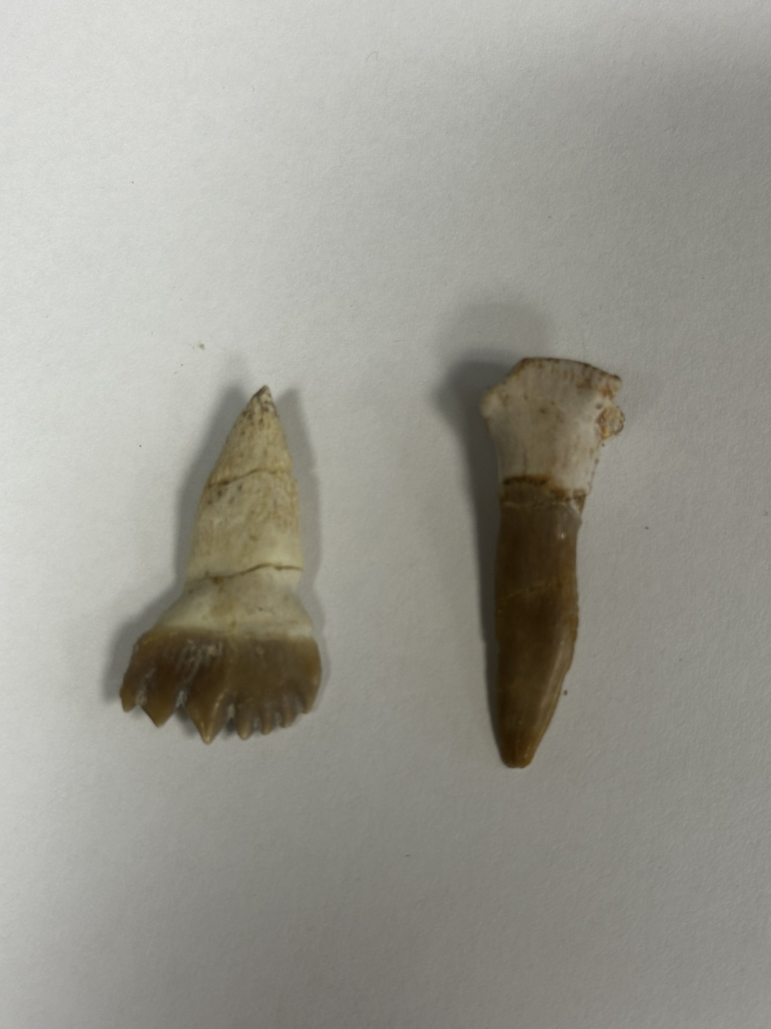 Weird Teeth? - Fossil ID - The Fossil Forum