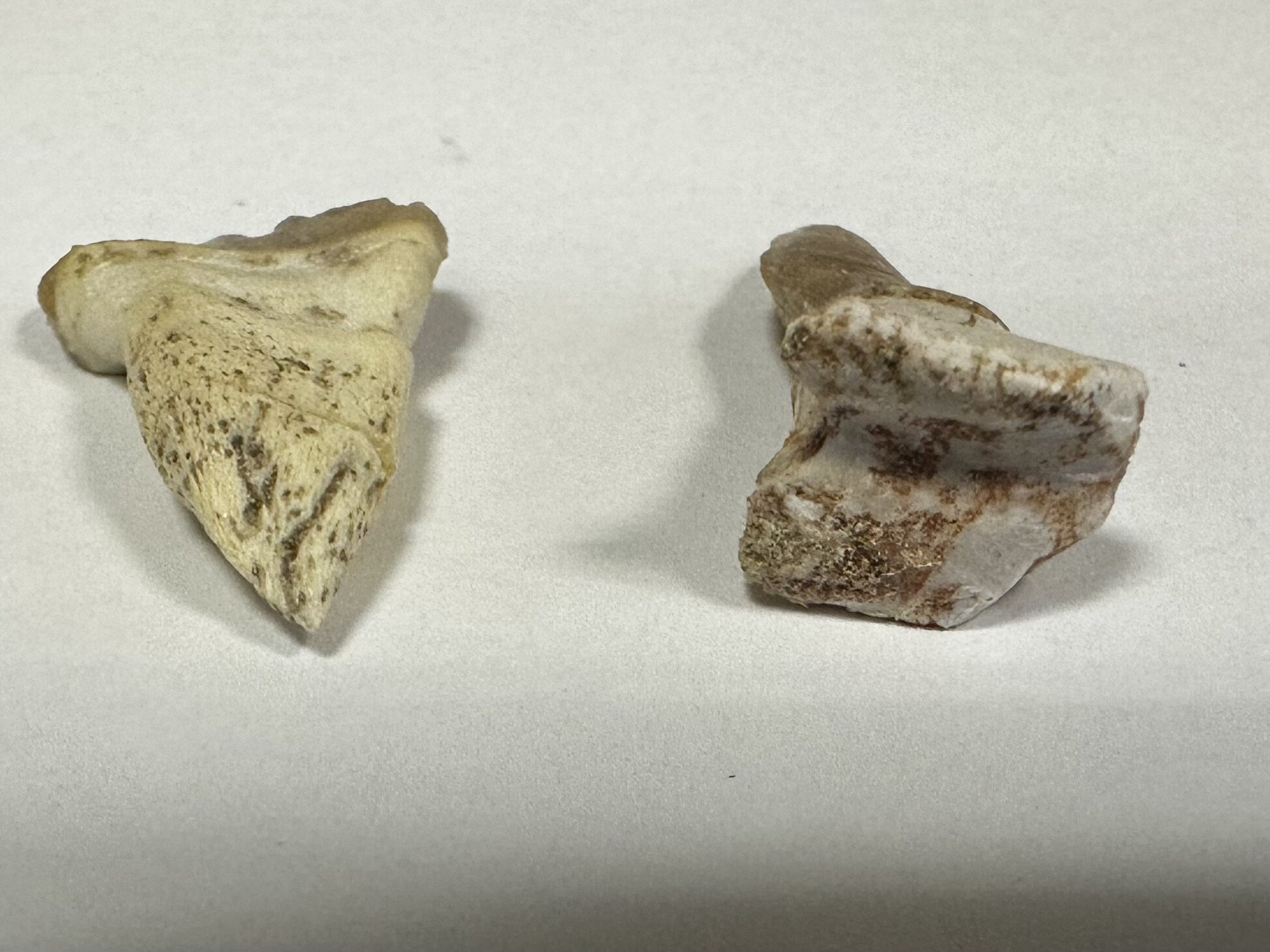 Weird Teeth? - Fossil ID - The Fossil Forum