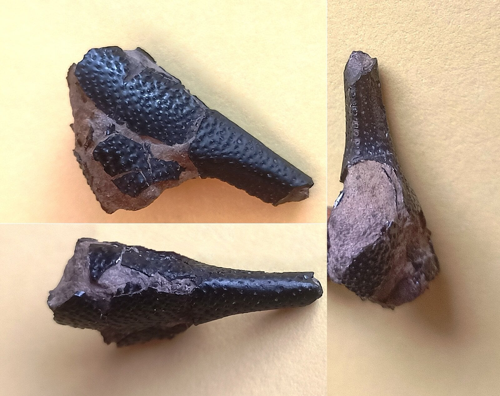 Late Jurassic crustaceans of European Russia - The Fossil Forum