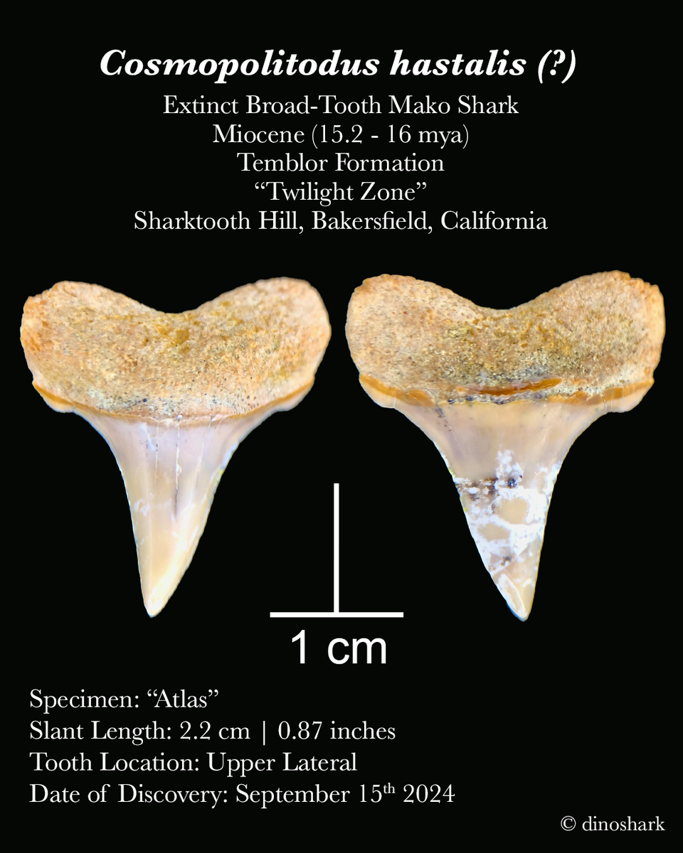 Cosmopolitodus hastalis (_) Atlas - Member Collections - The Fossil Forum