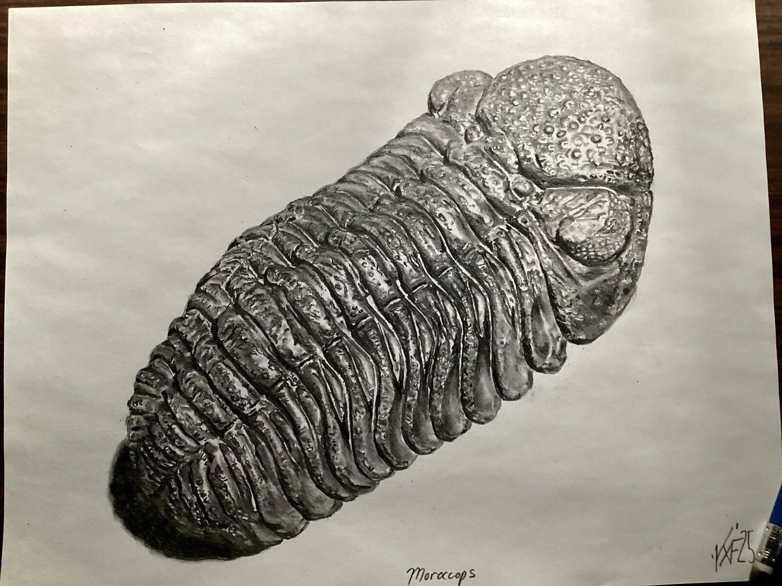 Moroccops - Trilobites - The Fossil Forum