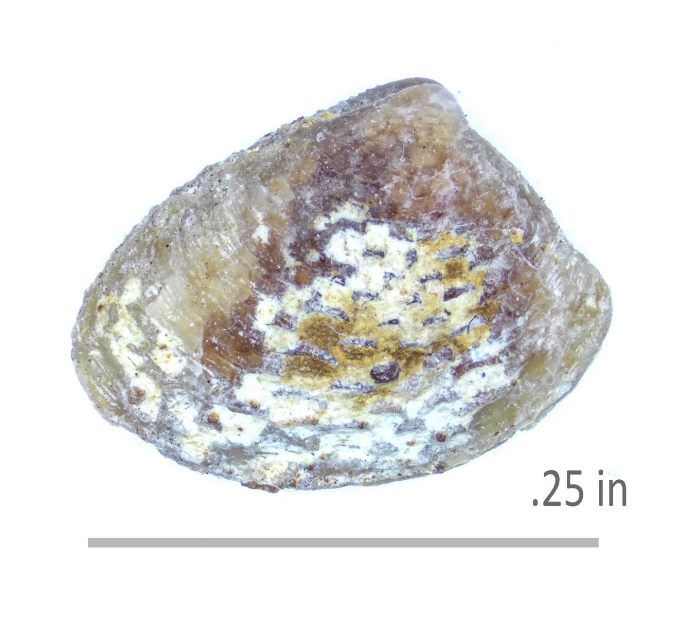 Bivalve Pholadomya sp. Walnut Formation - Bivalves - The Fossil Forum