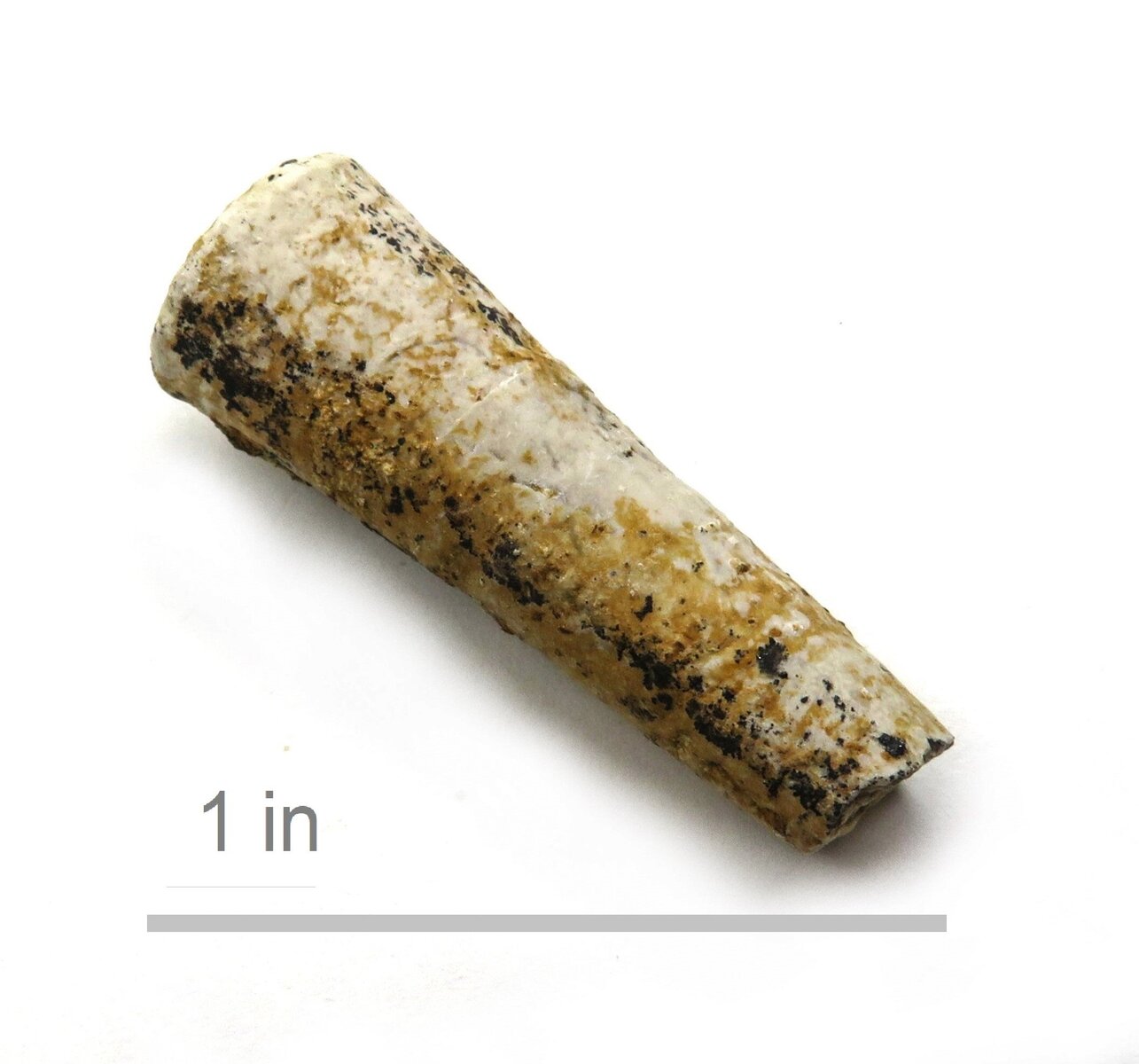 Cephalopod Pen Shell Corsicana Formation - Member Collections - The ...