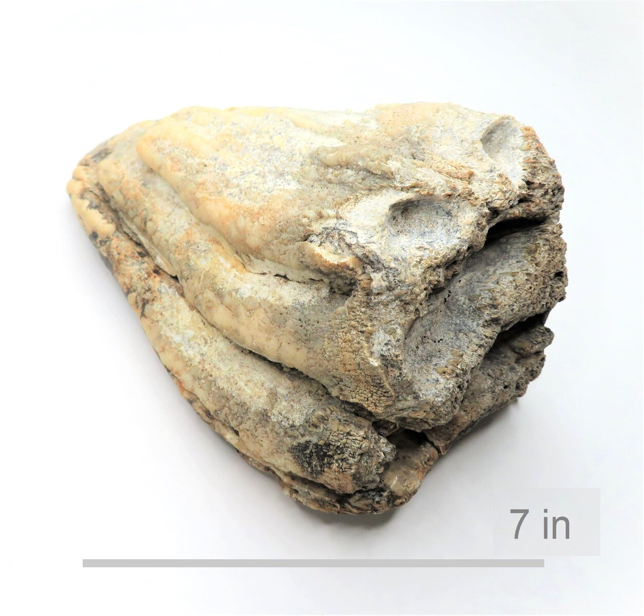 Mammoth Tooth Pleistocene - Member Collections - The Fossil Forum