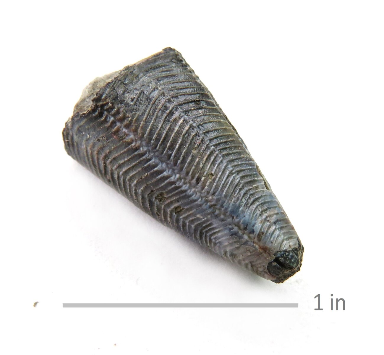 Conularid Conularia - Member Collections - The Fossil Forum