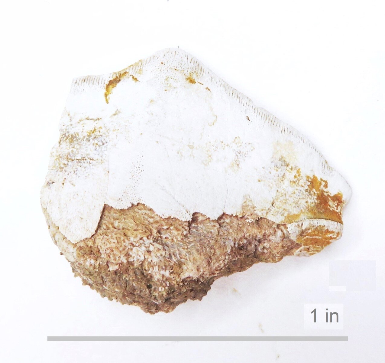 Shark Petalodus ohioensis - Member Collections - The Fossil Forum