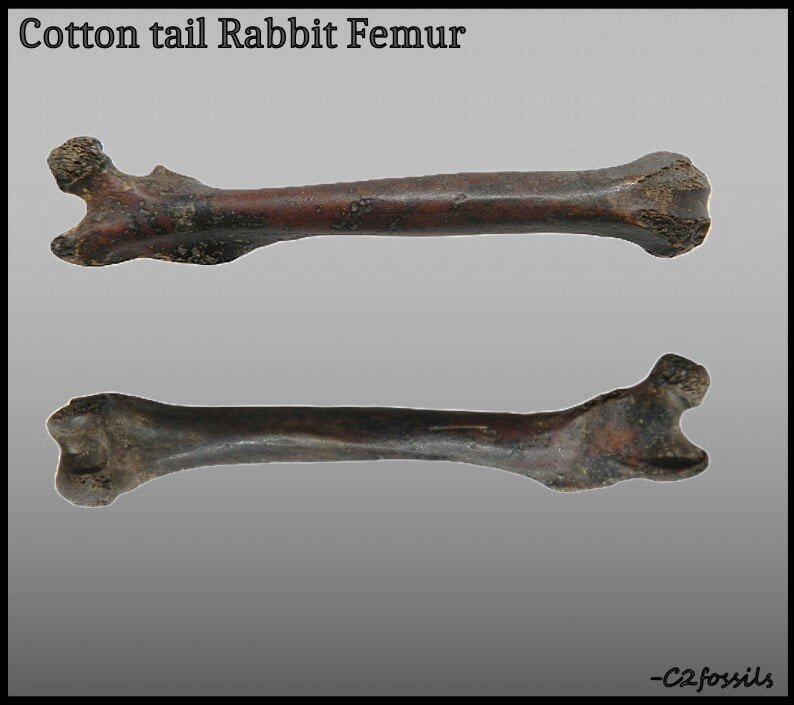 cotton tail rabbit femur - Vertebrates - The Fossil Forum