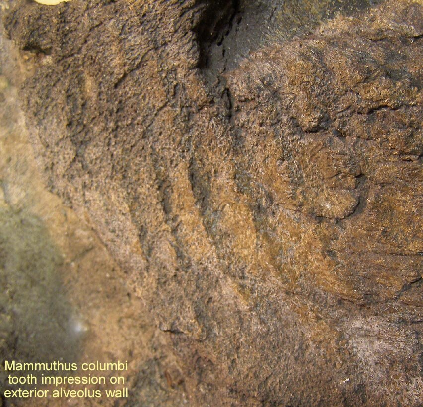 Mammoth Jaw Fragment? - Fossil ID - The Fossil Forum