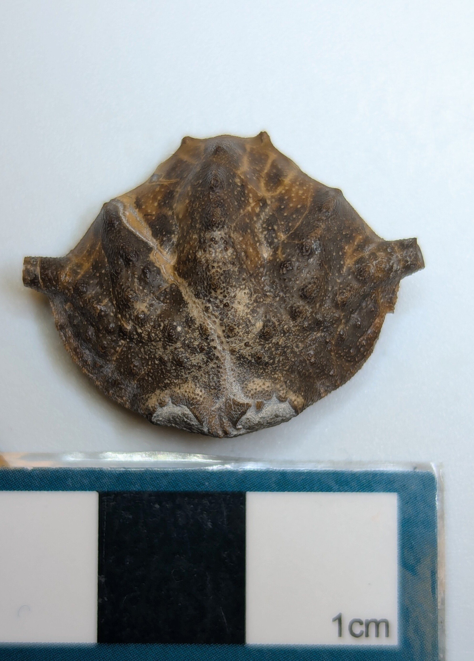 Olympic Peninsula - fossil crab carapace? - Fossil ID - The Fossil Forum