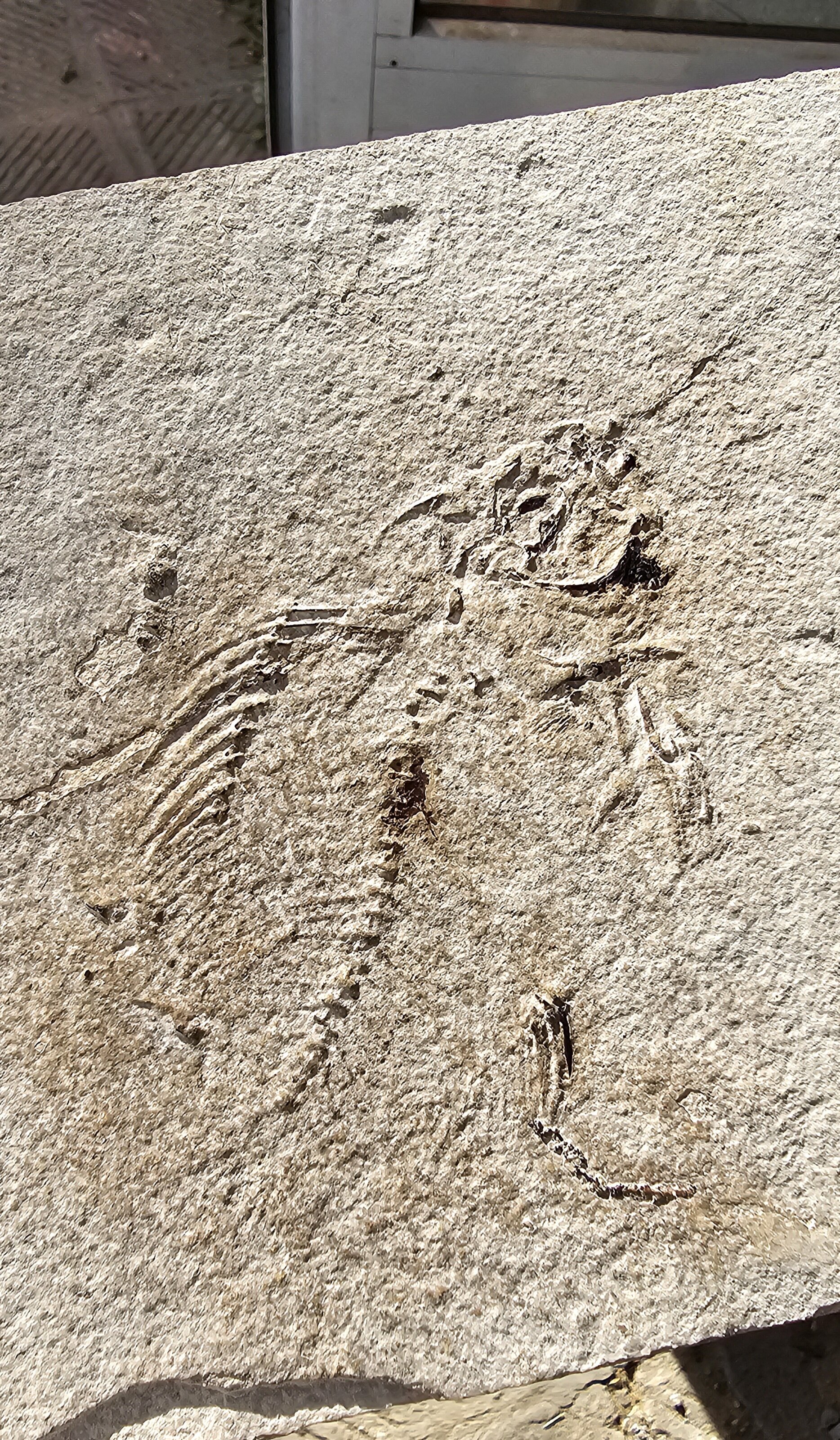 Sandblasting Green river Priscacara - Fossil Preparation - The Fossil Forum