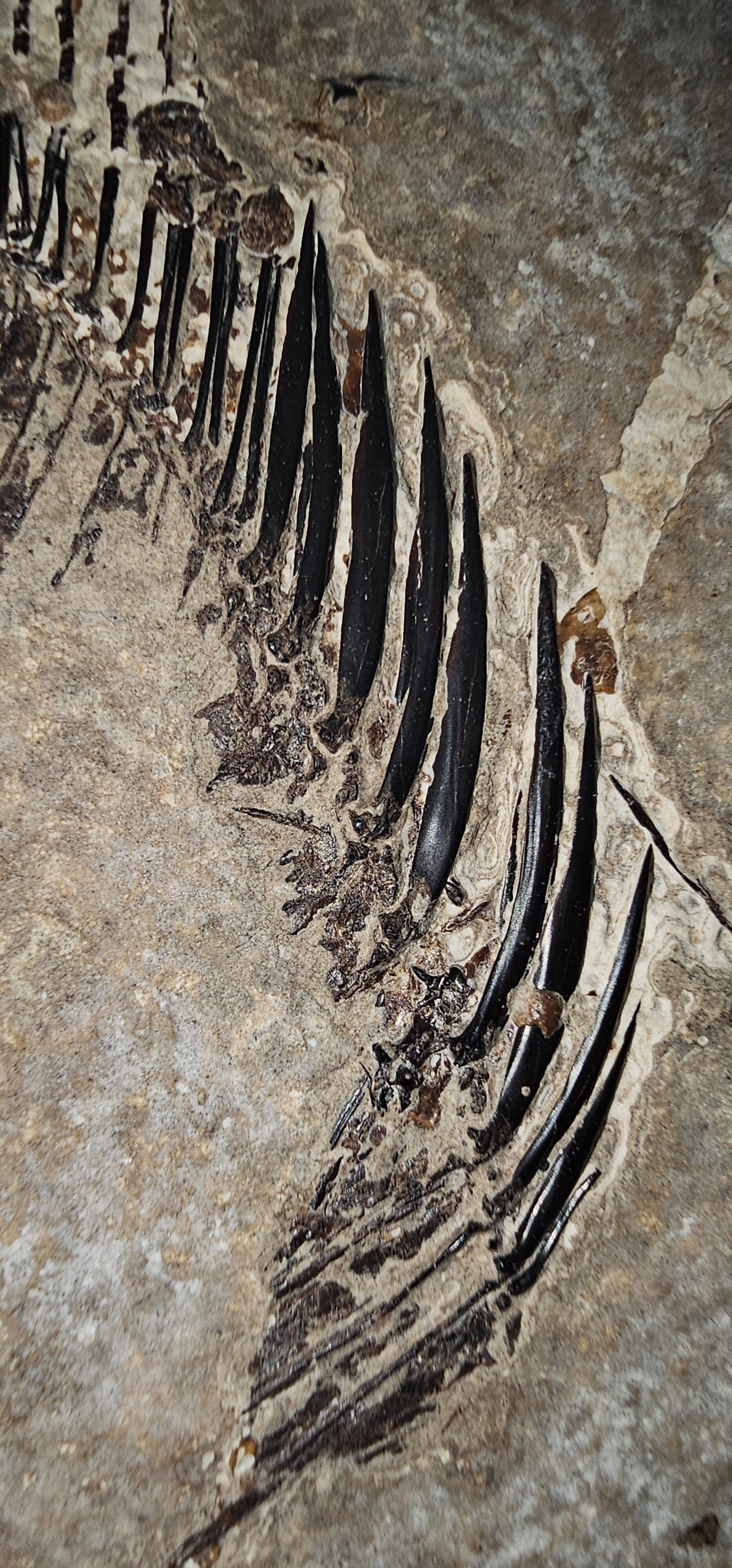 Sandblasting Green river Priscacara - Fossil Preparation - The Fossil Forum