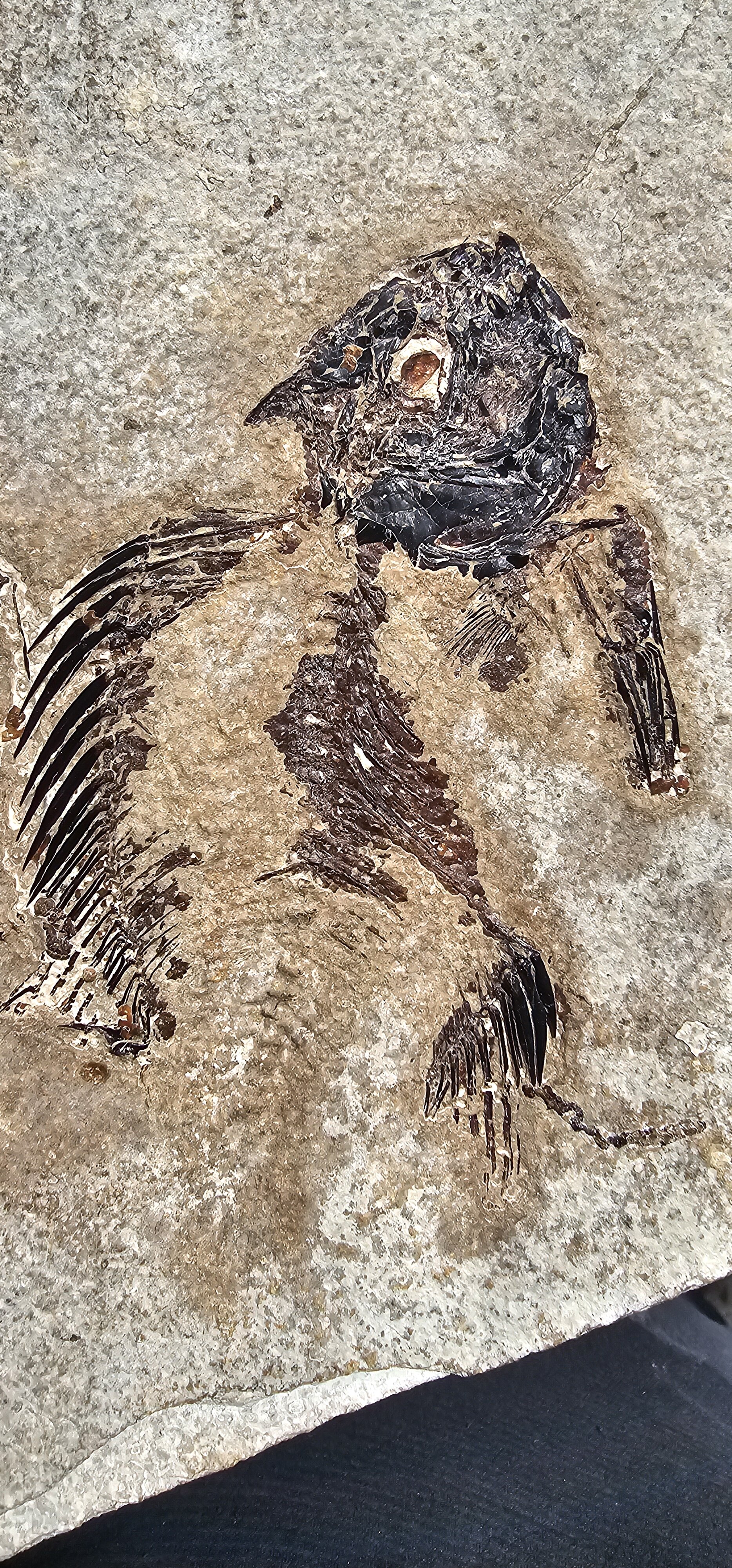 Sandblasting Green river Priscacara - Fossil Preparation - The Fossil Forum