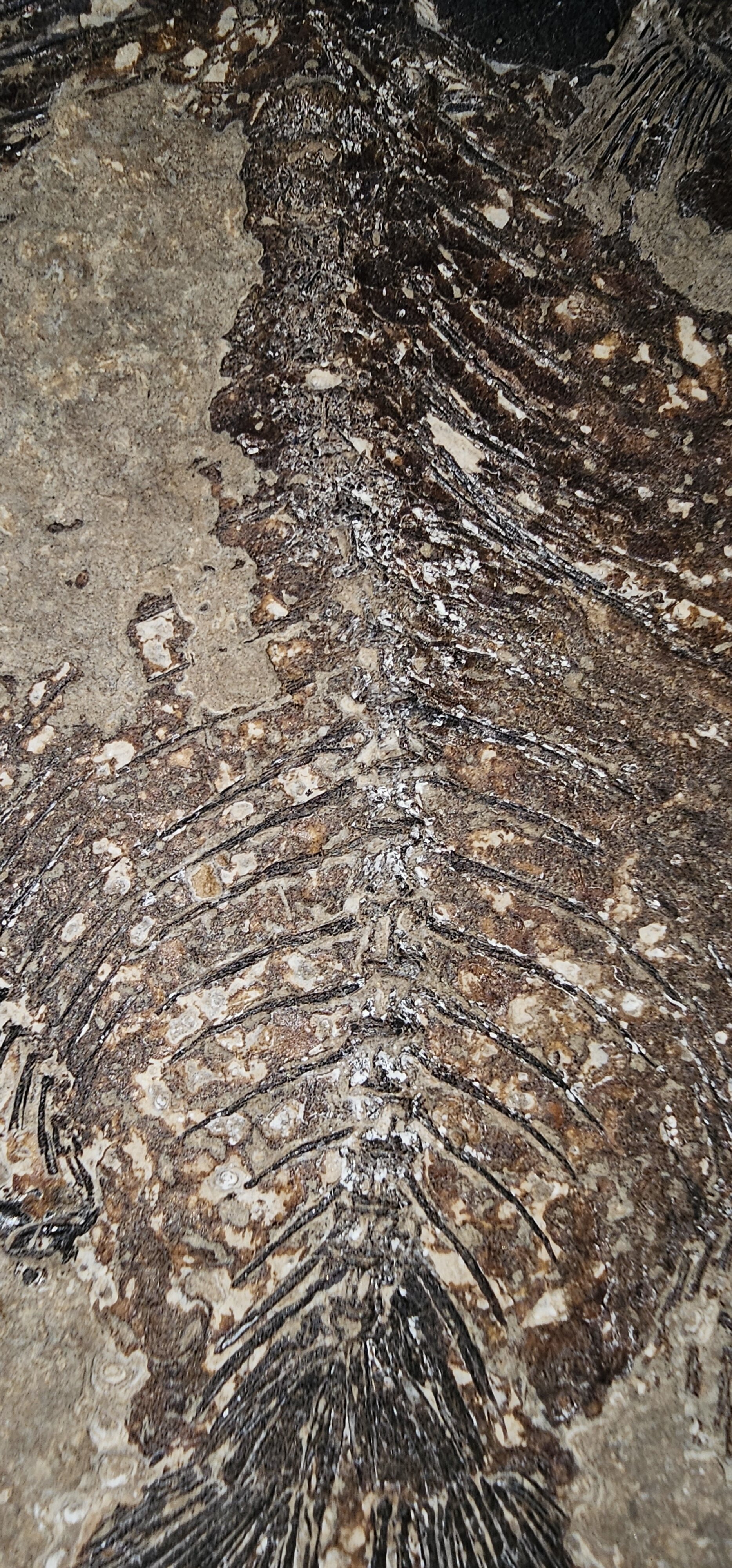 Sandblasting Green river Priscacara - Fossil Preparation - The Fossil Forum