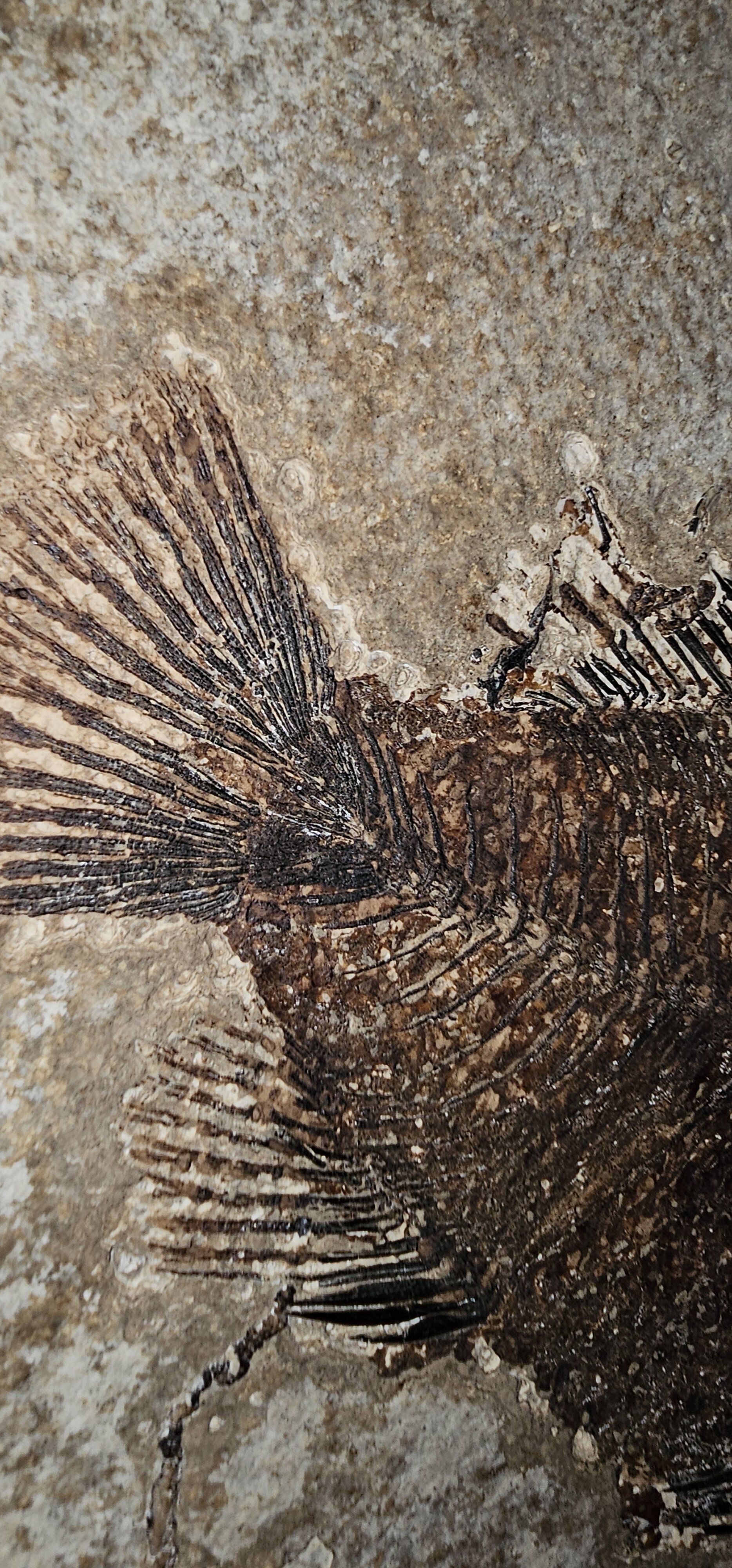 Sandblasting Green river Priscacara - Fossil Preparation - The Fossil Forum