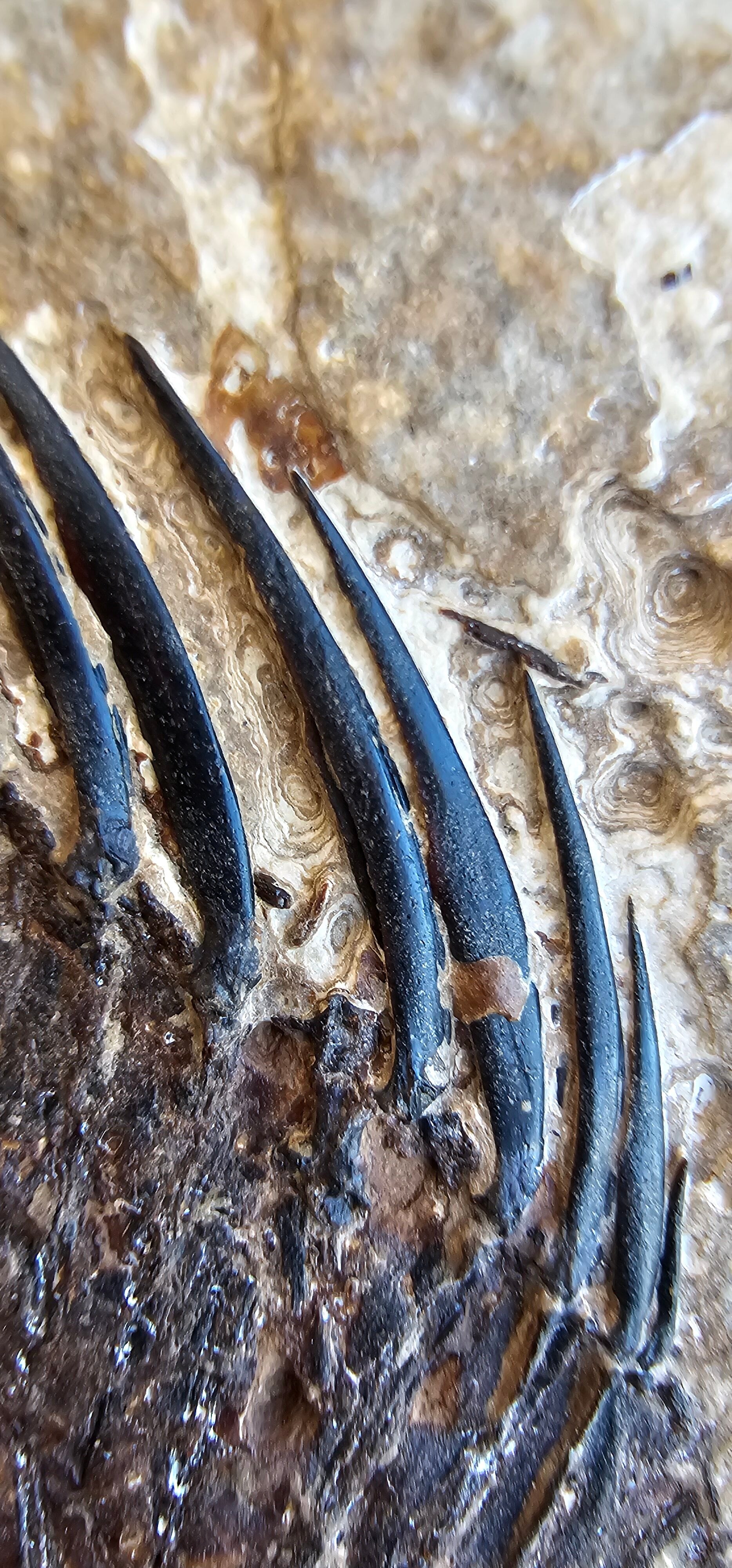 Sandblasting Green river Priscacara - Fossil Preparation - The Fossil Forum