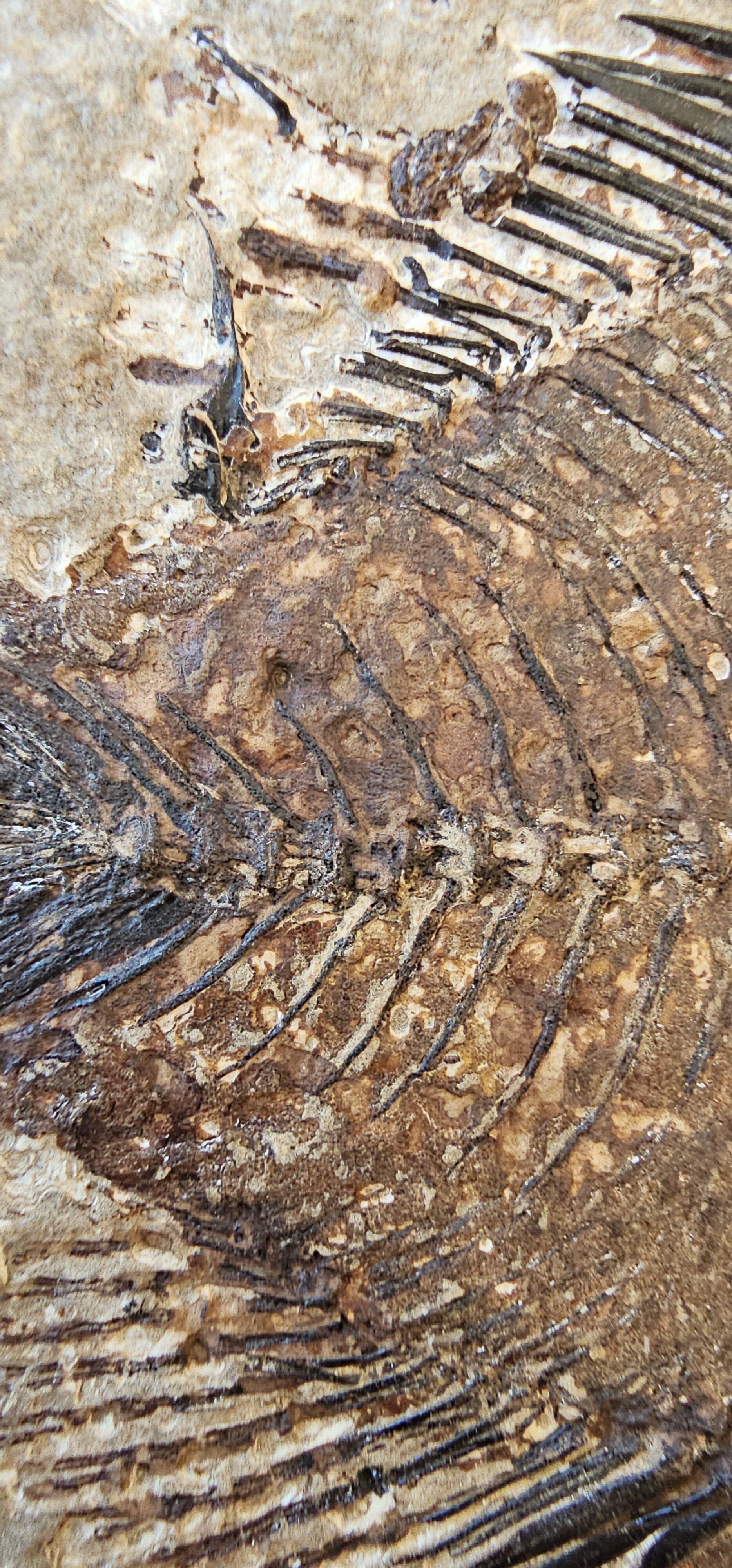 Sandblasting Green river Priscacara - Fossil Preparation - The Fossil Forum