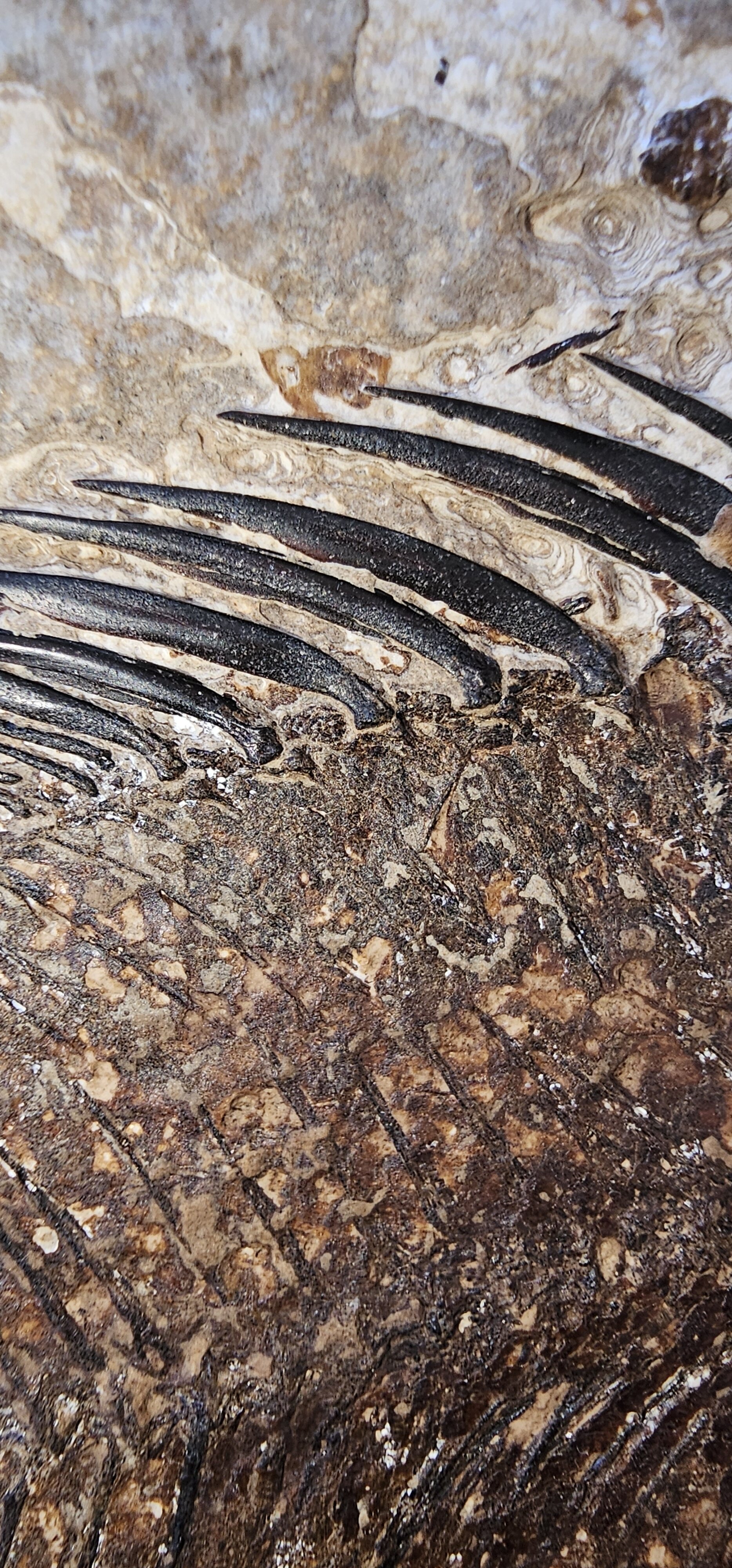 Sandblasting Green river Priscacara - Fossil Preparation - The Fossil Forum