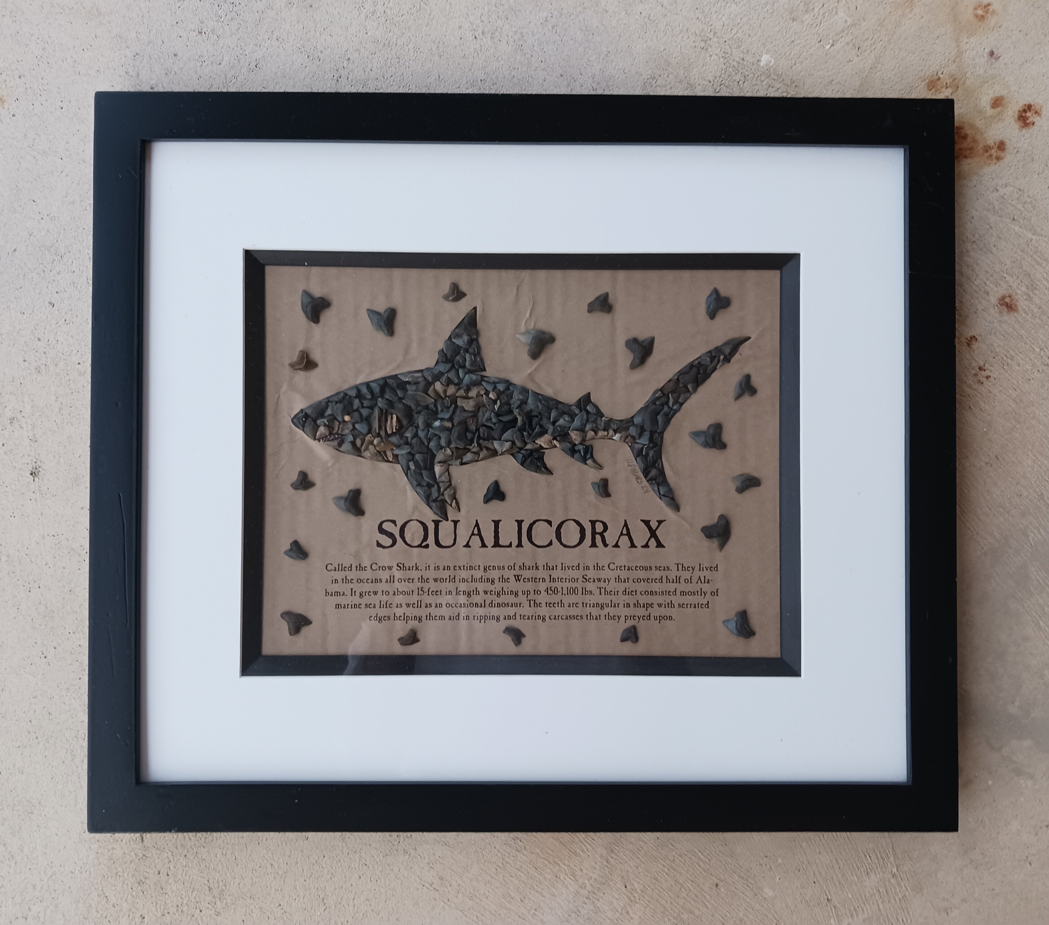 Cretaceous Period Squalicorax Teeth - Paleo Re-creations - The Fossil Forum