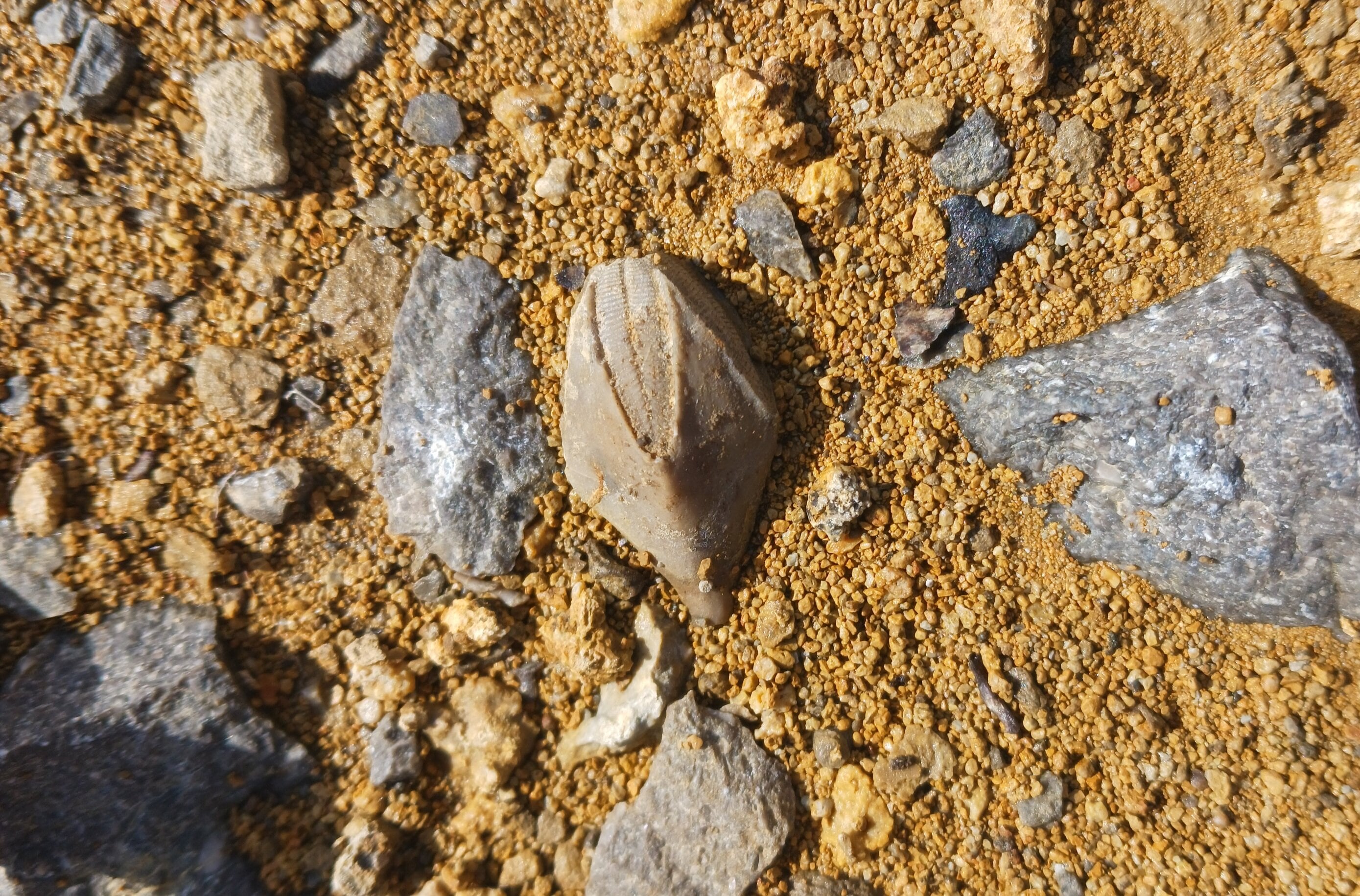 Carboniferous Period Blastoids - Fossil Hunting Trips - The Fossil Forum