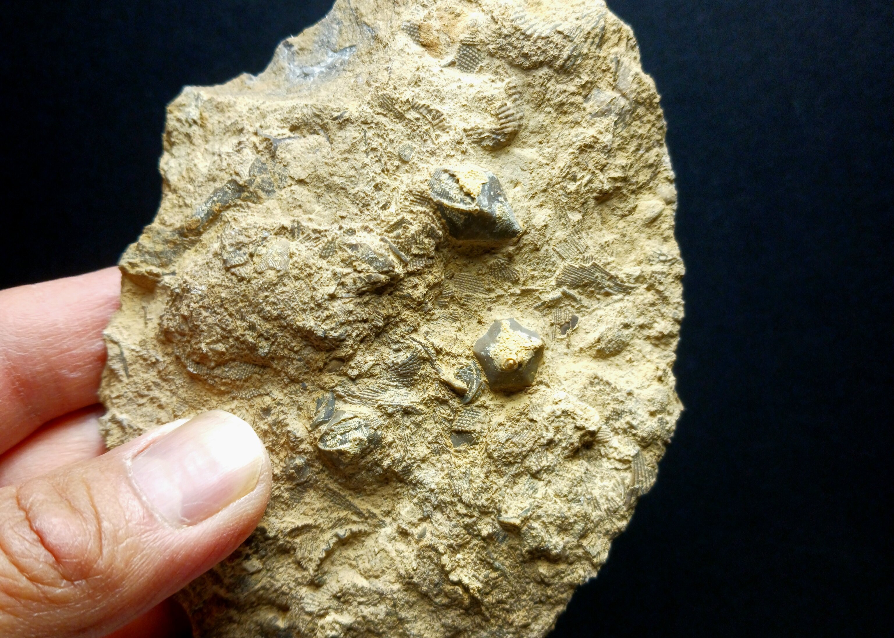 Carboniferous Period Blastoids - Fossil Hunting Trips - The Fossil Forum