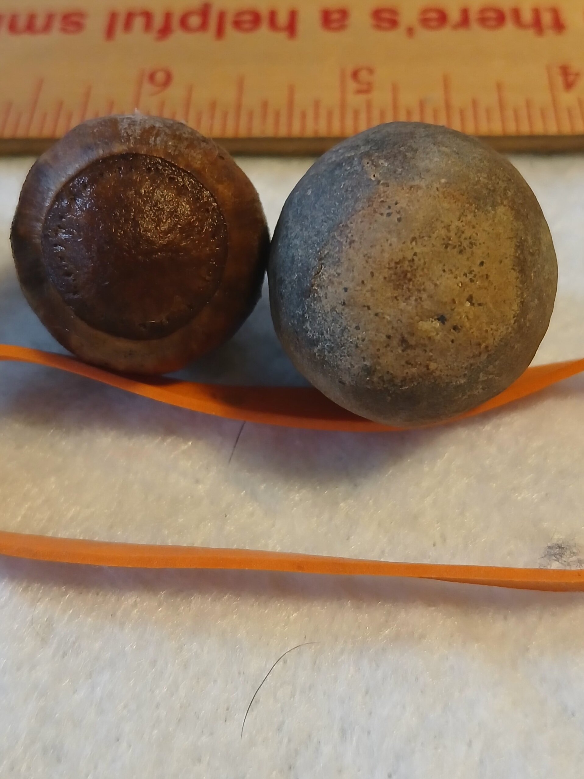 Petrified Acorn? - Fossil ID - The Fossil Forum